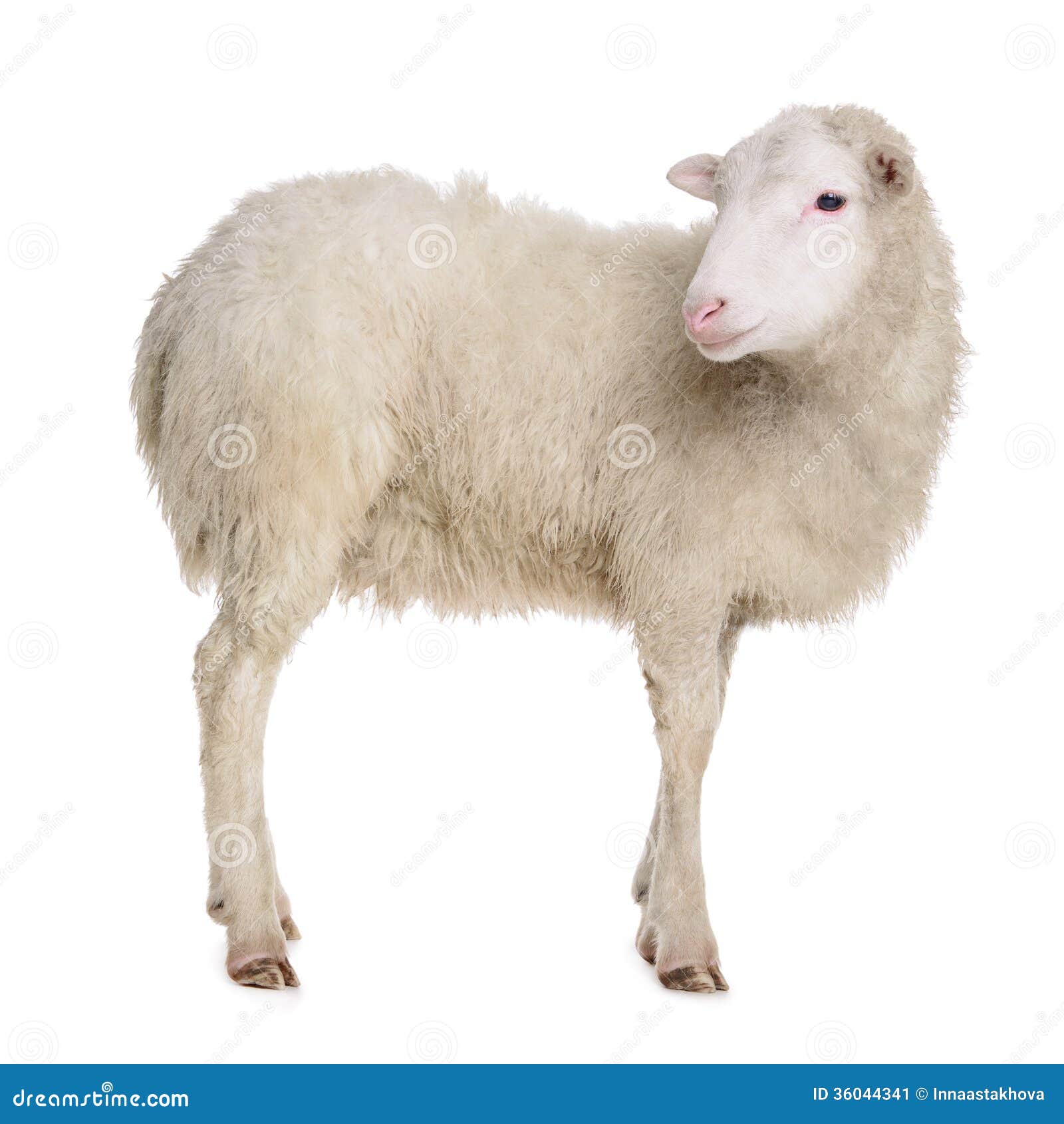 Sheep isolated on white stock image. Image of comfortable - 36044341