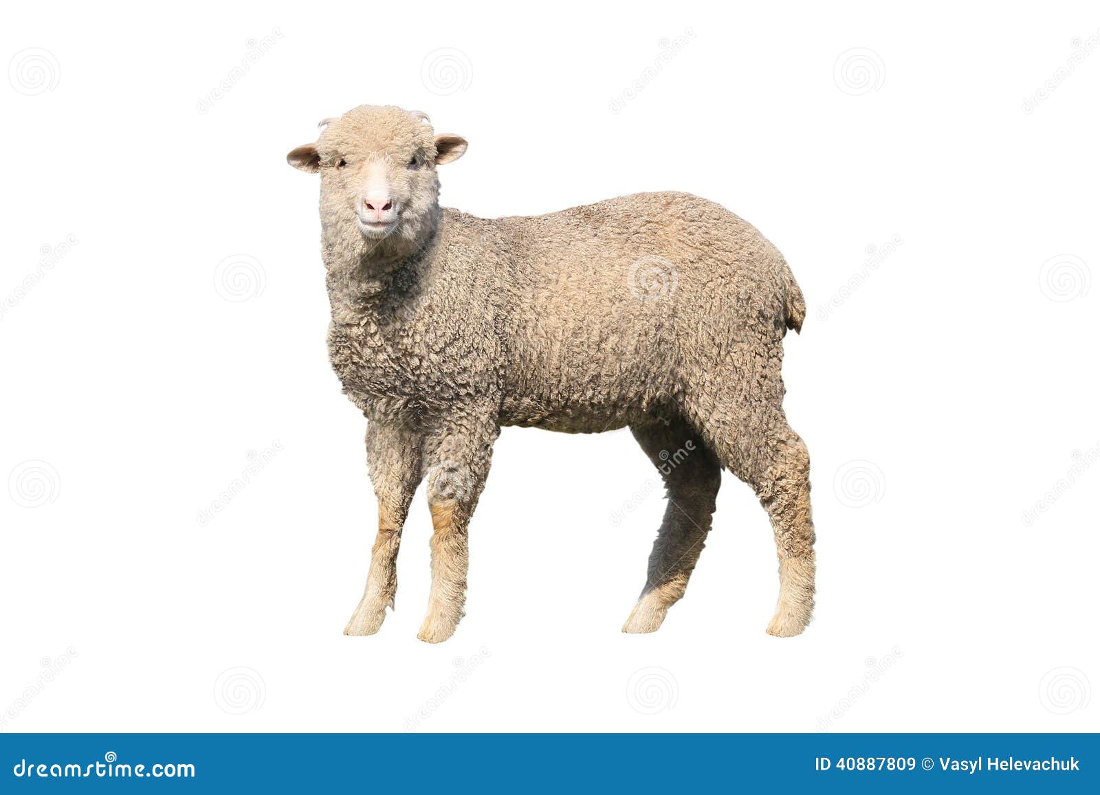 Sheep Isolated Stock Photo - Image: 40887809