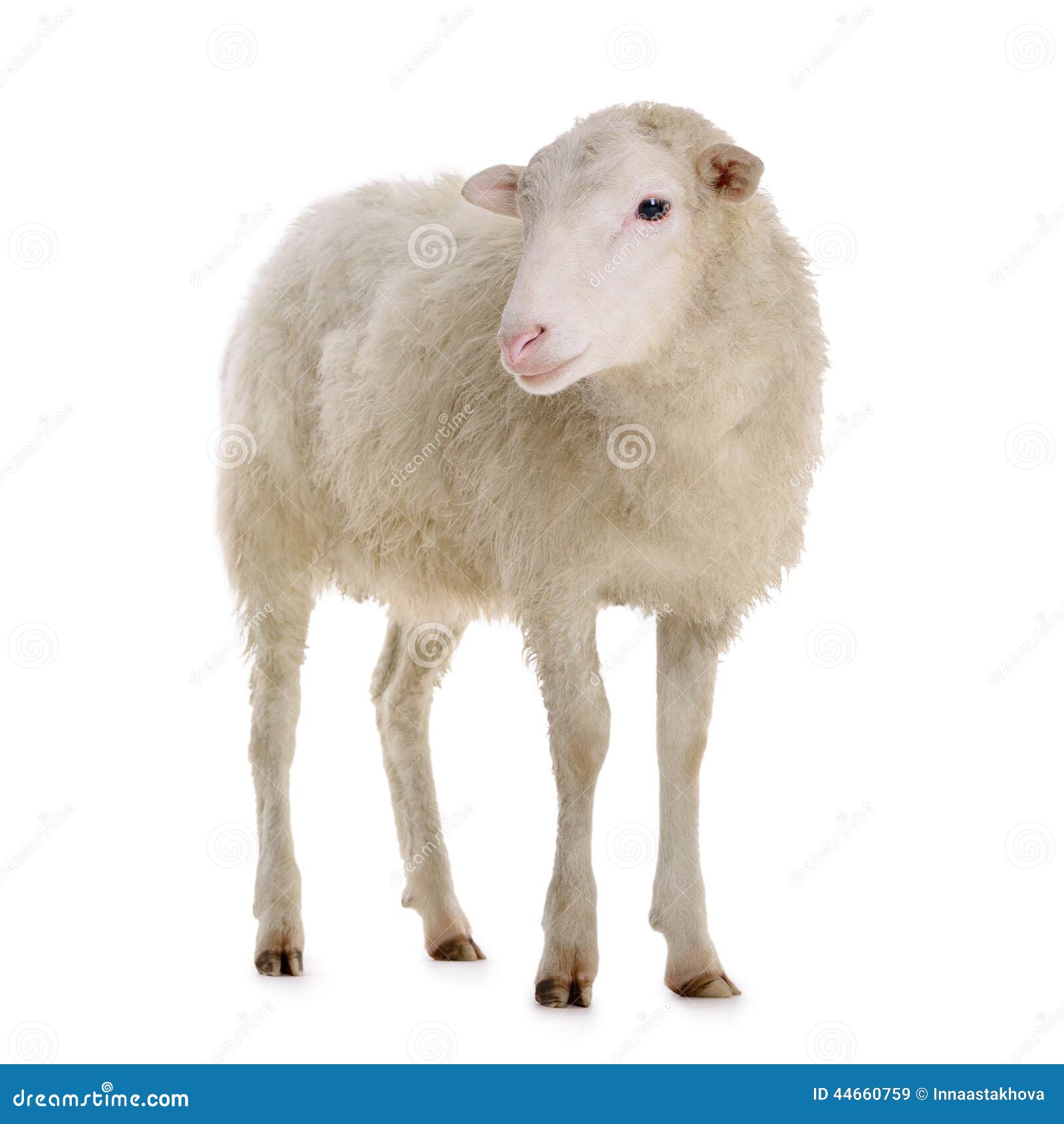 Sheep isolated on white stock image. Image of warm, cold - 44660759