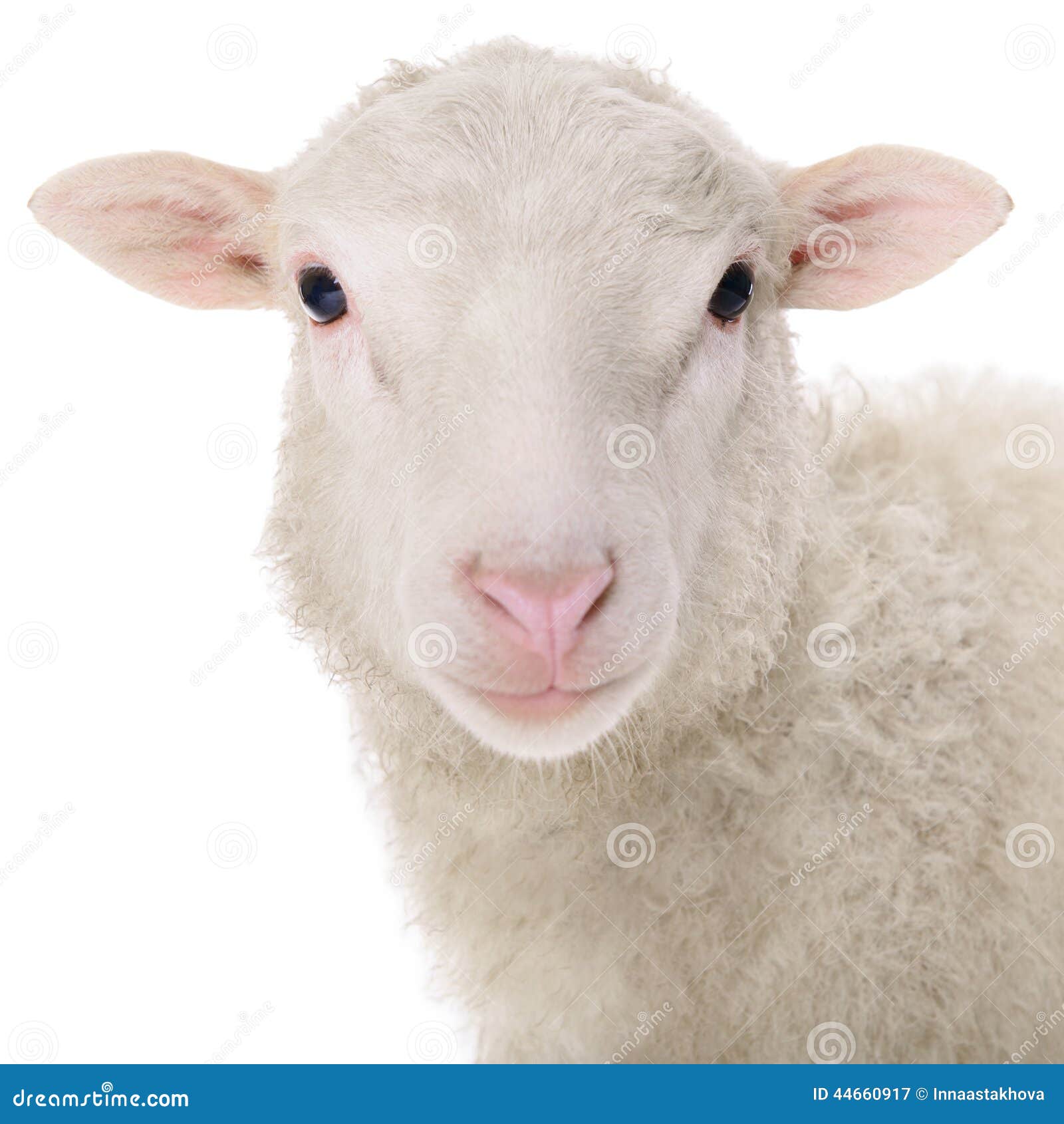 Sheep isolated on white stock image. Image of animal - 44660917