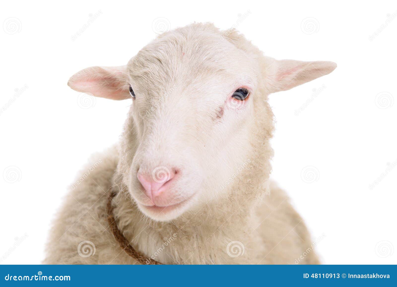 Sheep isolated on white stock image. Image of cute, farming - 48110913
