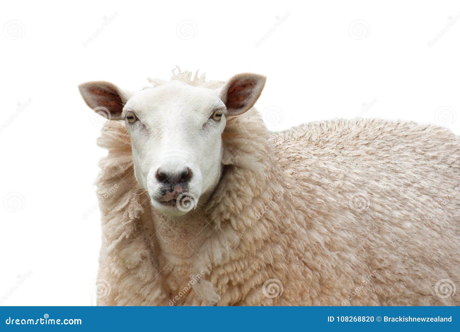 Sheep isolated stock photo. Image of background, wool - 108268820