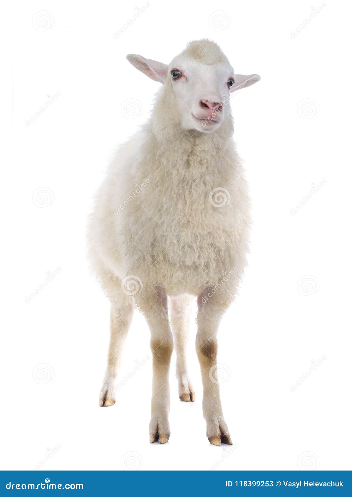 Sheep isolated on white stock image. Image of background - 118399253