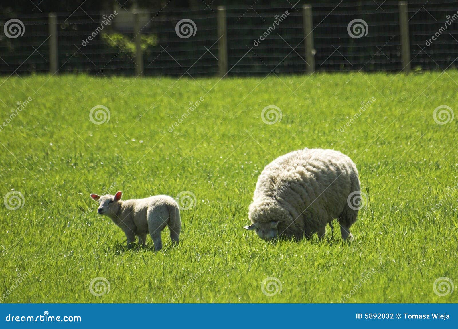 Sheep With Its Lamb Picture. Image: 5892032