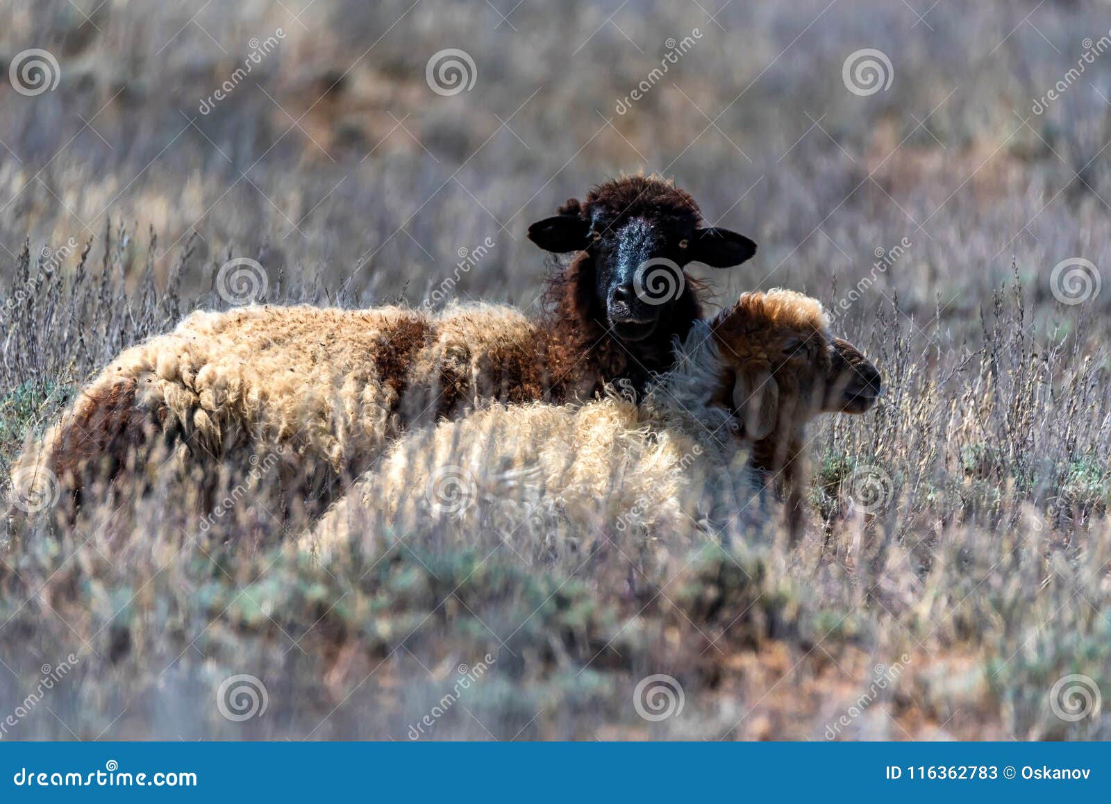 Sheep and Lamb Rest on Ground Stock Image - Image of innocent, fluffy ...