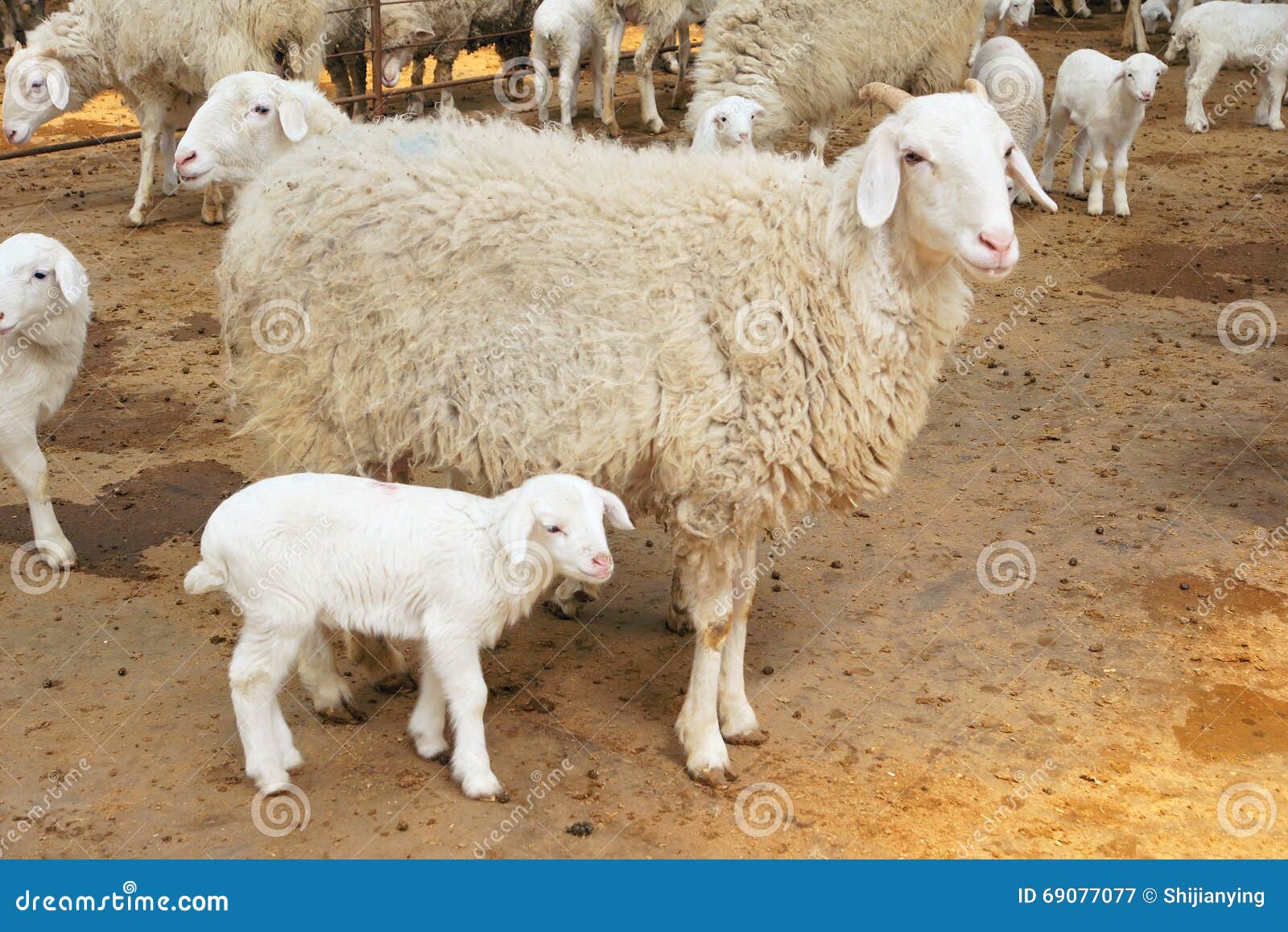Sheep stock image. Image of mutton, close, jumbuck, animals - 69077077