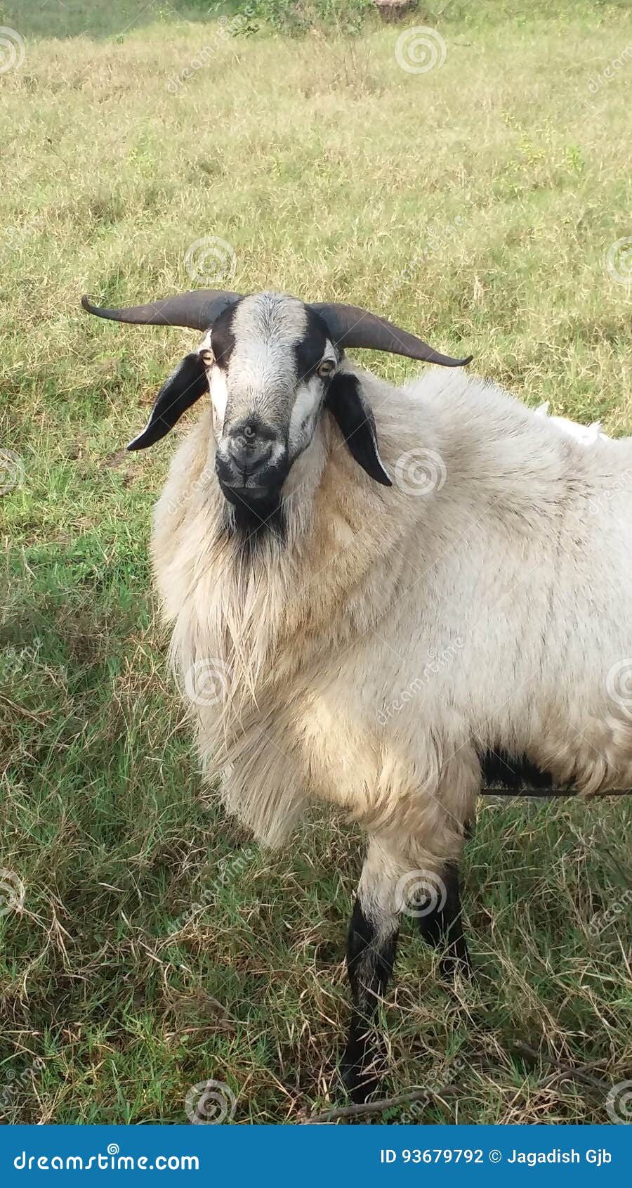 Sheep Nice Pic Stock Photos - Free & Royalty-Free Stock Photos from ...