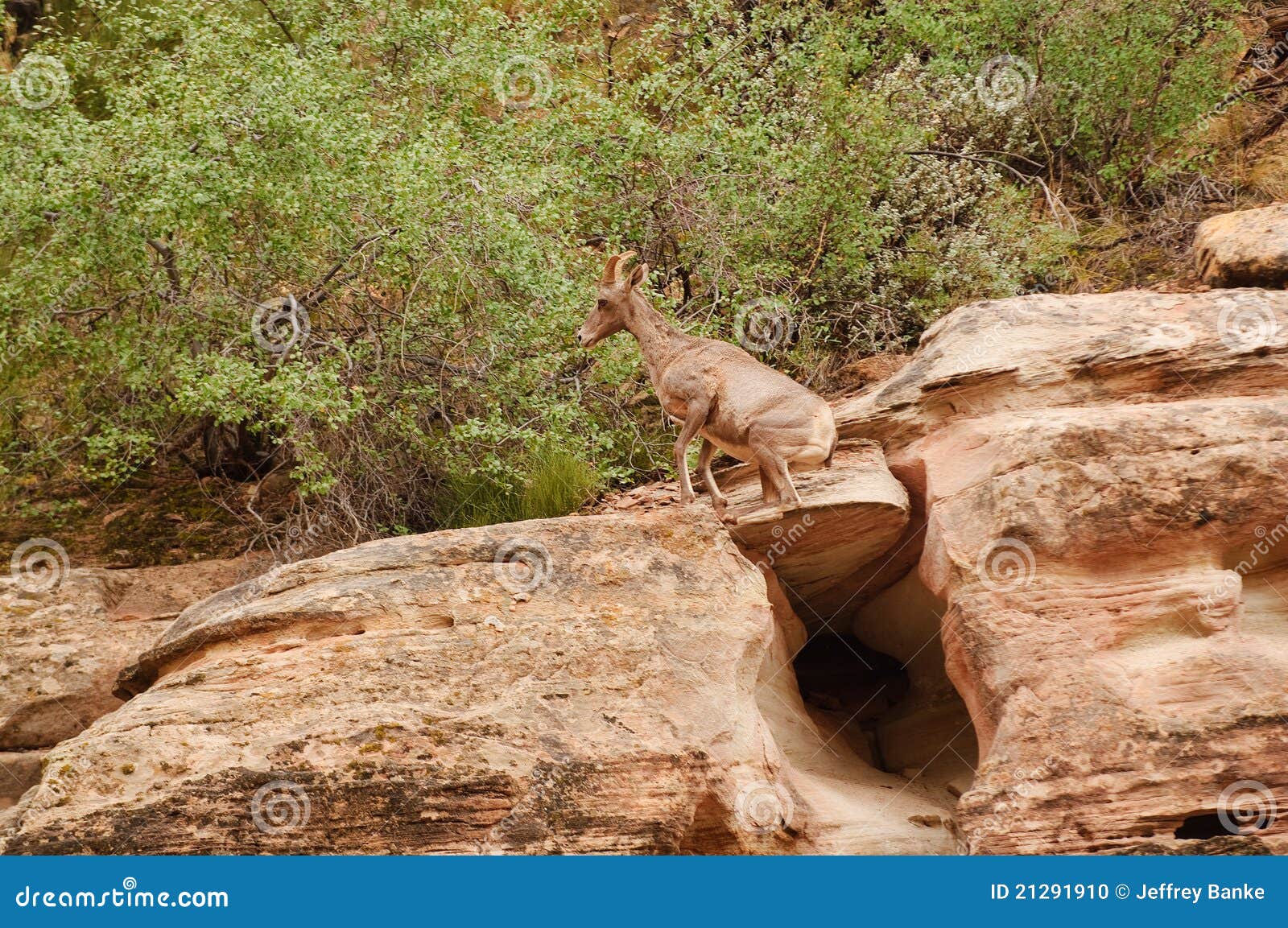 Sheep jumping stock photo. Image of animal, mammal, sheep - 21291910