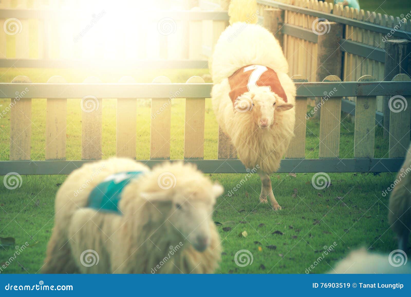 Sheep is Jumping Over the Wall Stock Image - Image of agriculture ...
