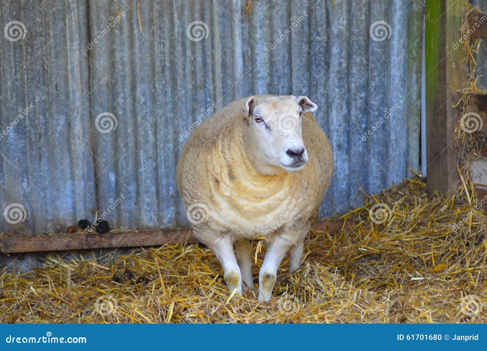 Sheep stock photo. Image of bedding, wooly, bleat, plump - 61701680