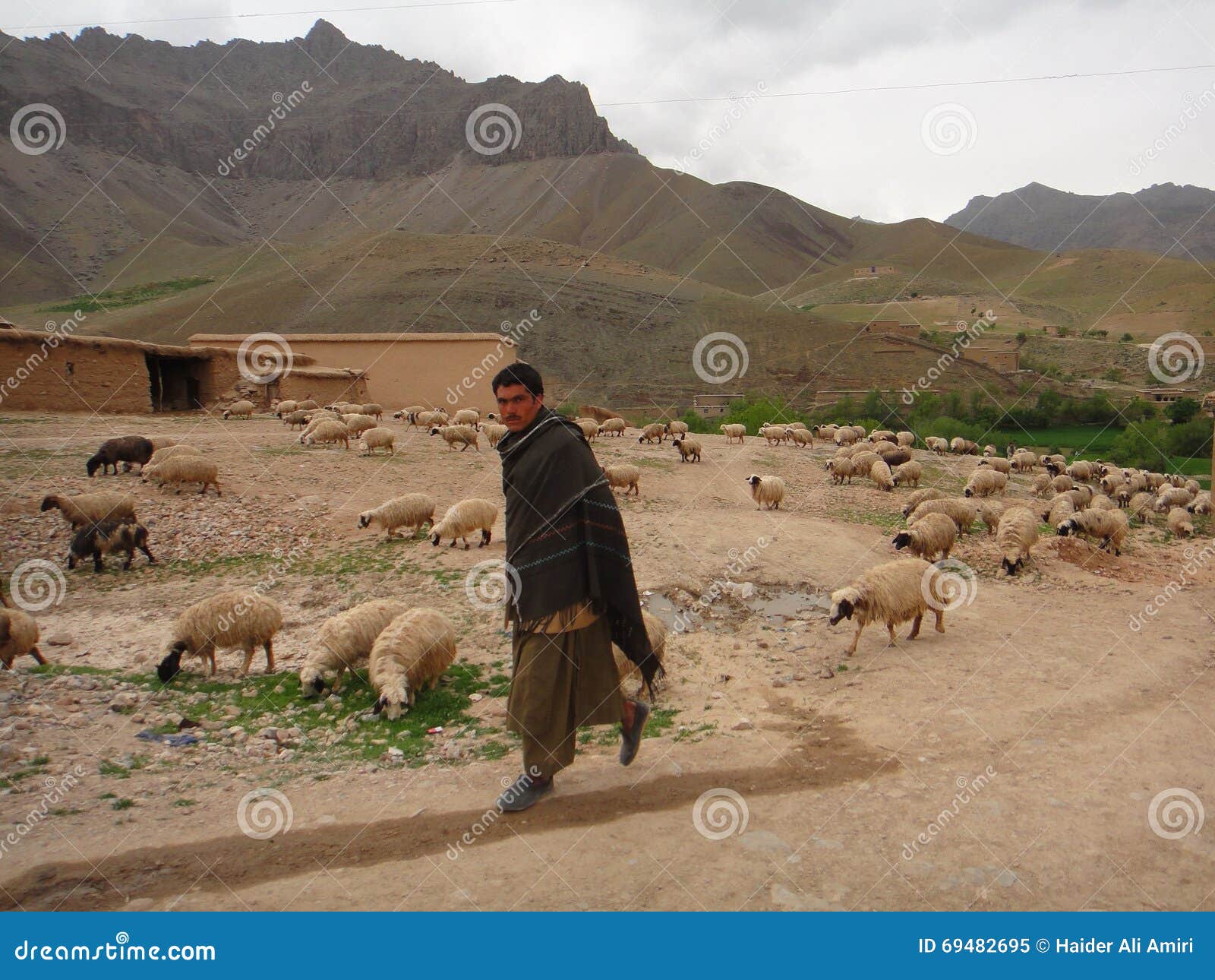 A sheep keeper editorial image. Image of sheep, daykundi - 69482695