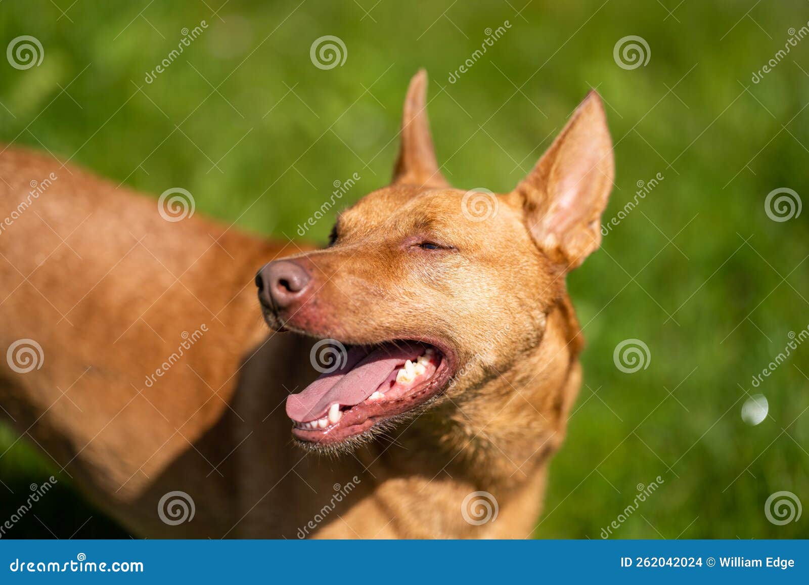 Sheep Kelpie Dogs on a Ranch and Farm in Australia Stock Photo - Image ...