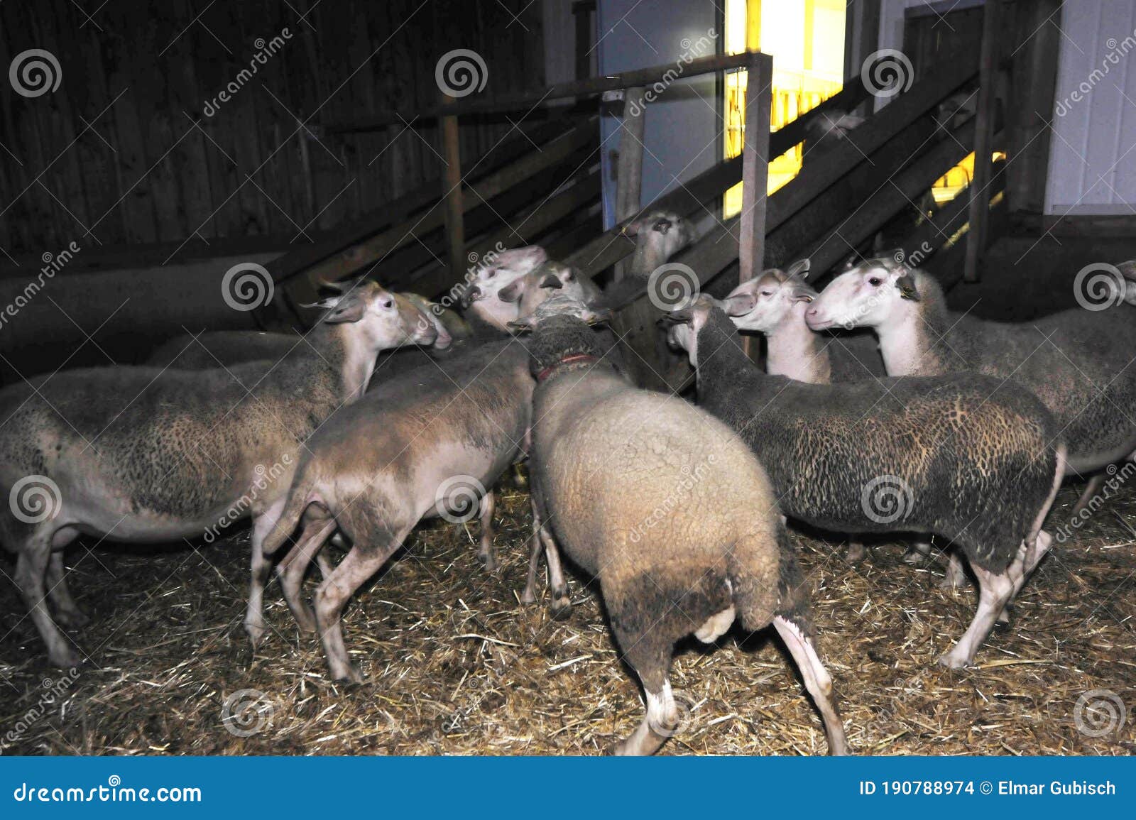Sheep kept in a shed stock photo. Image of pair, husbandry - 190788974