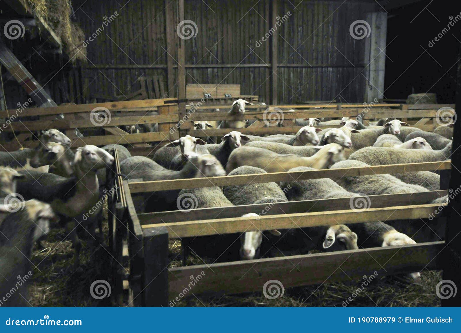Sheep kept in a shed stock image. Image of production - 190788979