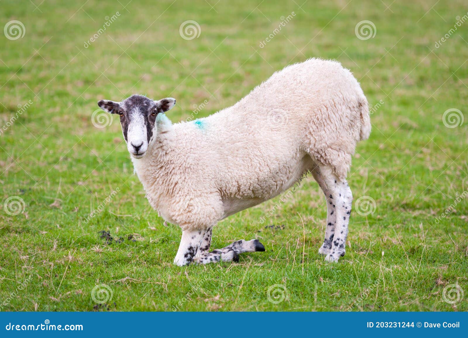 A Sheep Kneeling Down on Its Front Legs in a Field and Looking at the ...