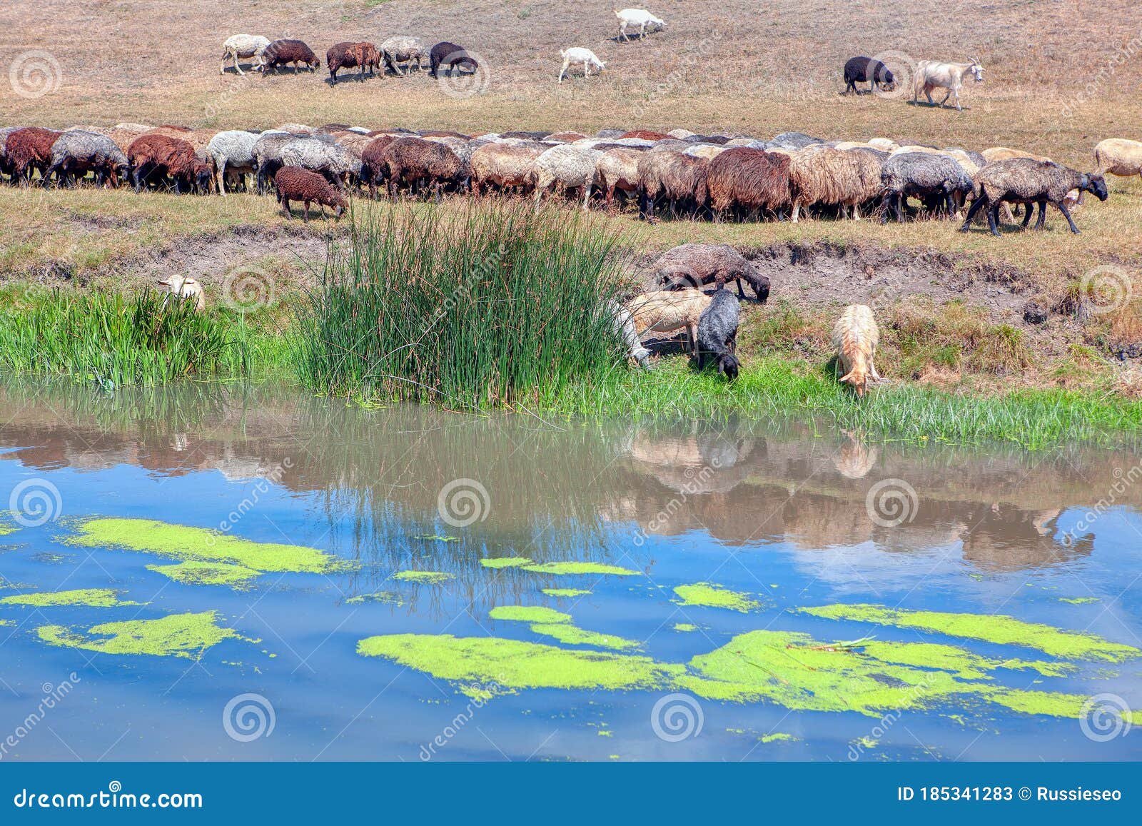 Sheep at the lake shore stock image. Image of farmland - 185341283