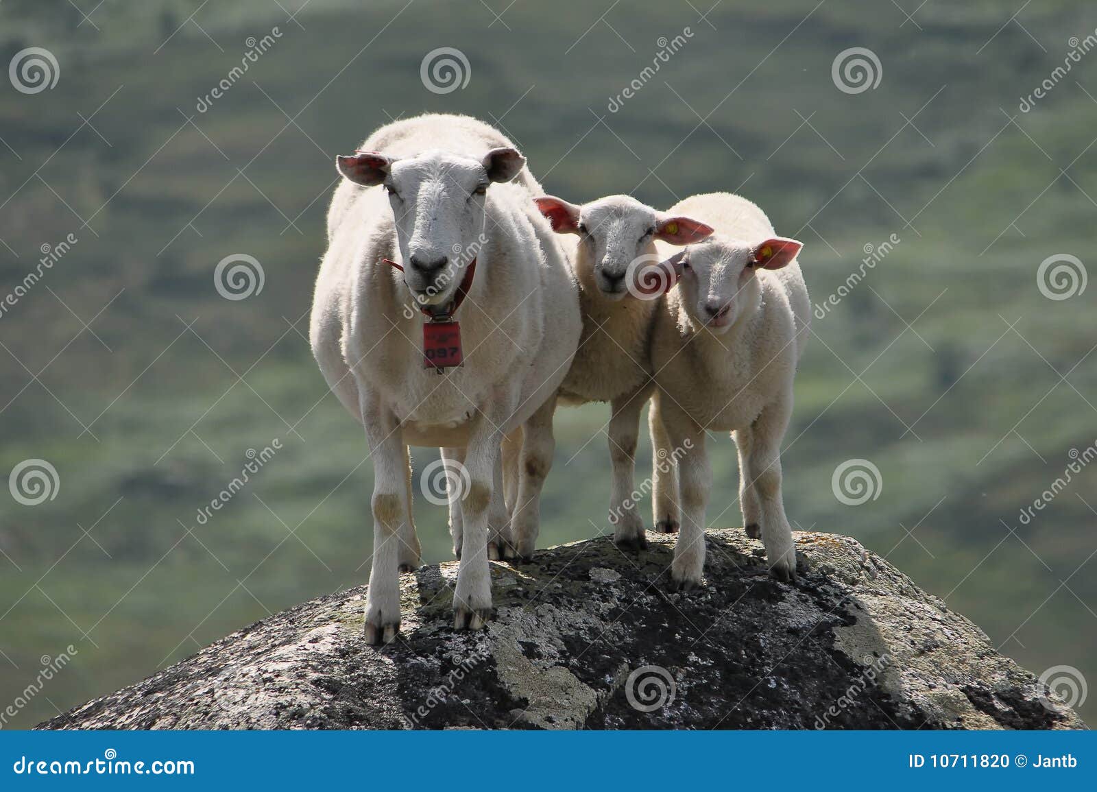 Sheep and lamb stock photo. Image of adorable, born, agriculture - 10711820