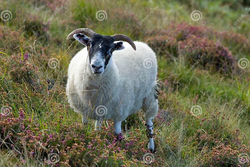 Sheep, lamb stock image. Image of mammal, highland, wool - 2409553