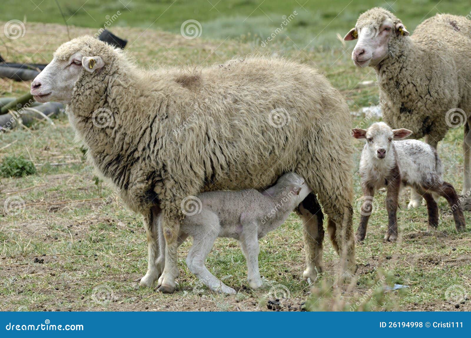Sheep lamb stock photo. Image of meadow, lamb, tree, agriculture - 26194998