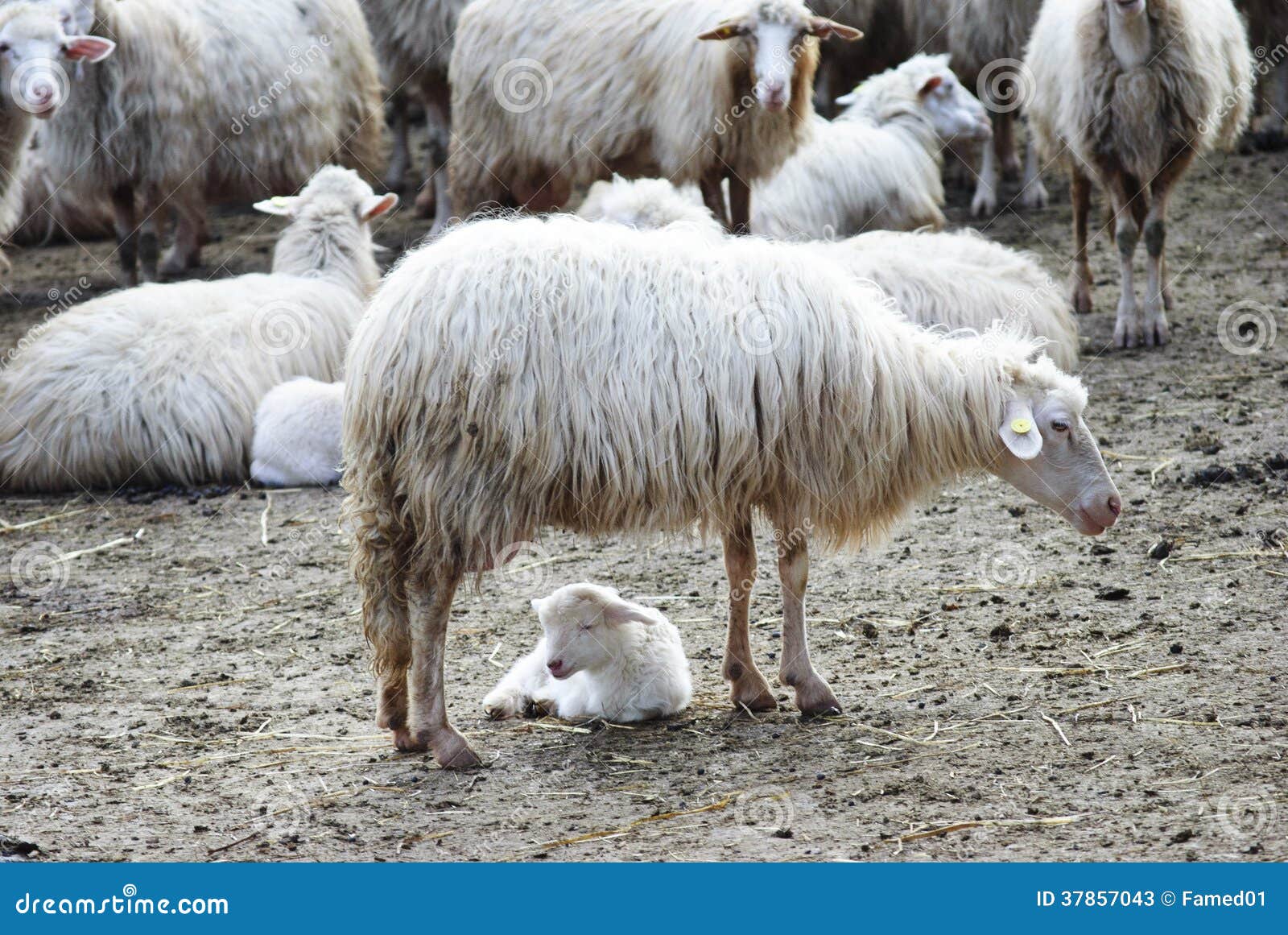 Sardinia.Sheep and lamb stock image. Image of natural - 37857043