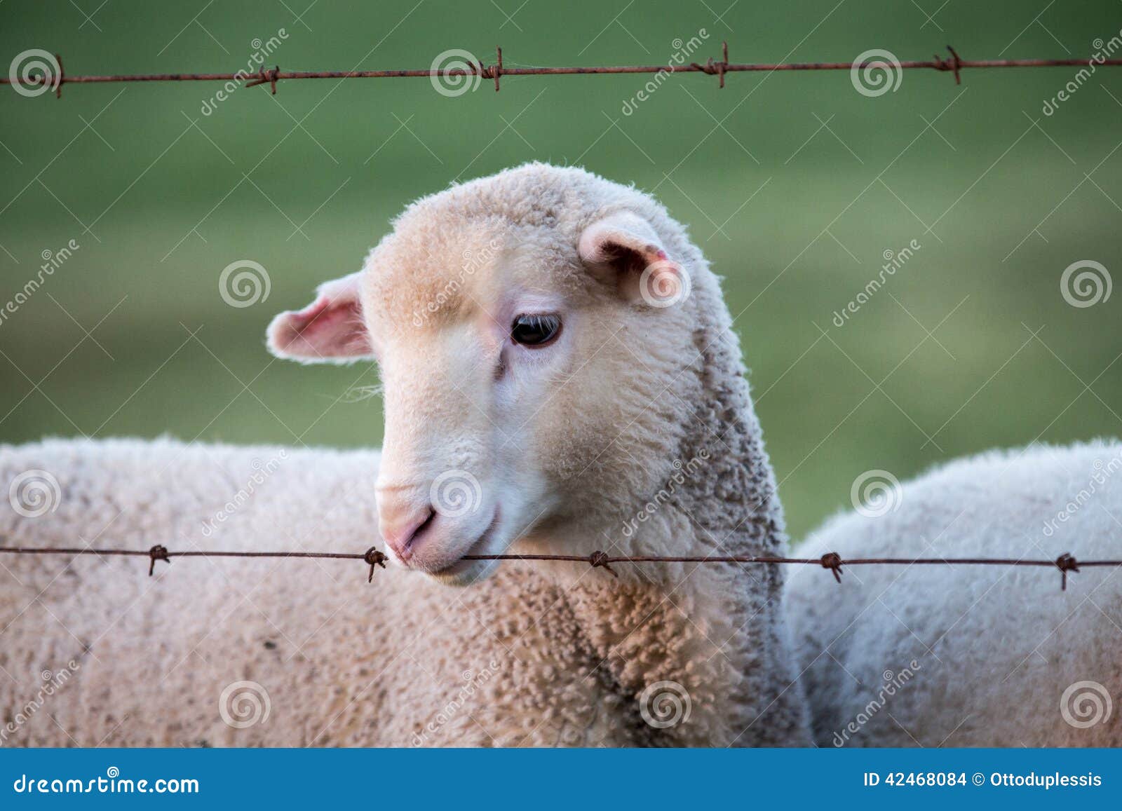 Sheep lamb biting fence stock photo. Image of agriculture - 42468084