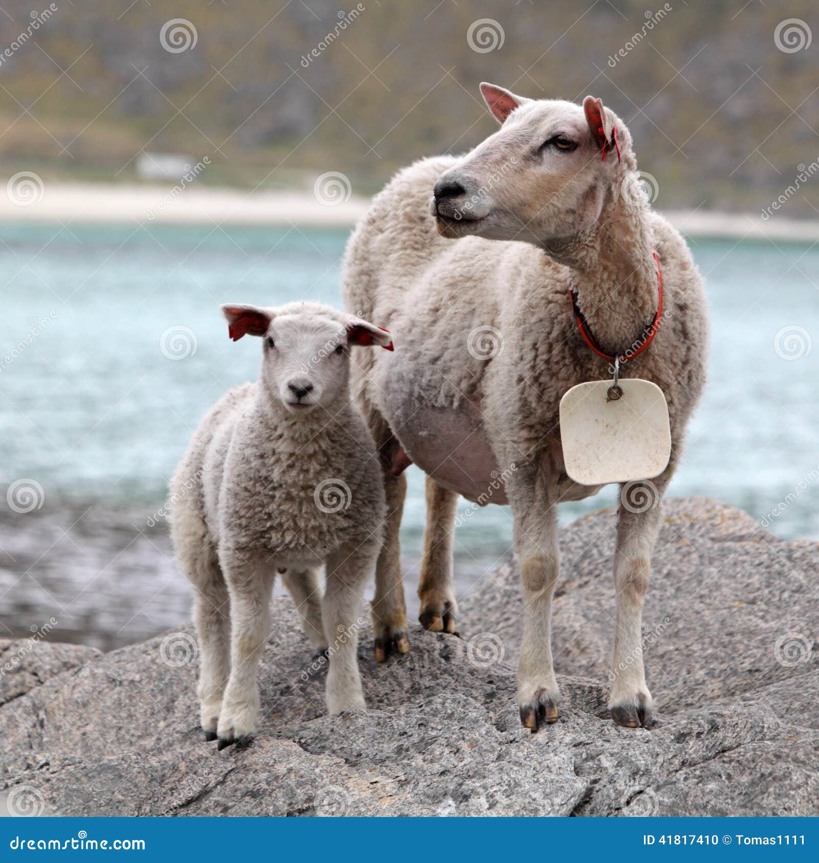 Sheep and lamb in coast stock photo. Image of animal - 41817410