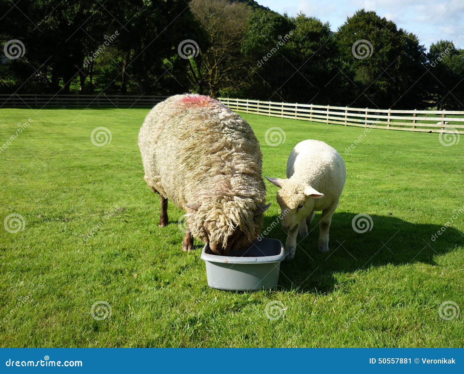 Sheep with lamb in Ireland stock image. Image of bucket - 50557881