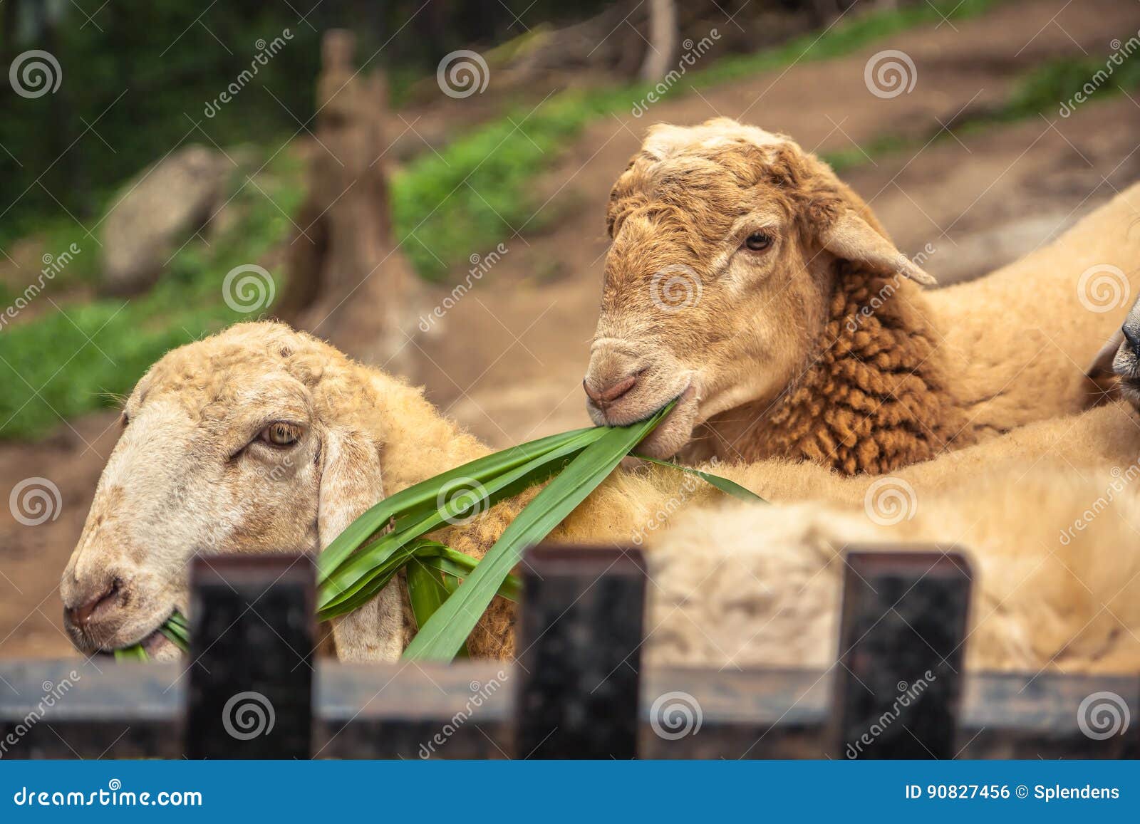 Lamb Eating Royalty-Free Stock Photo | CartoonDealer.com #24266595