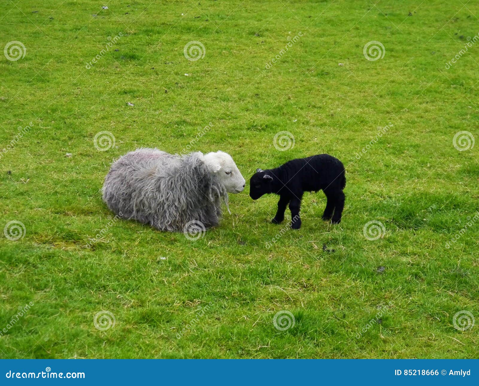 Sheep and lamb stock photo. Image of instinct, parent - 85218666