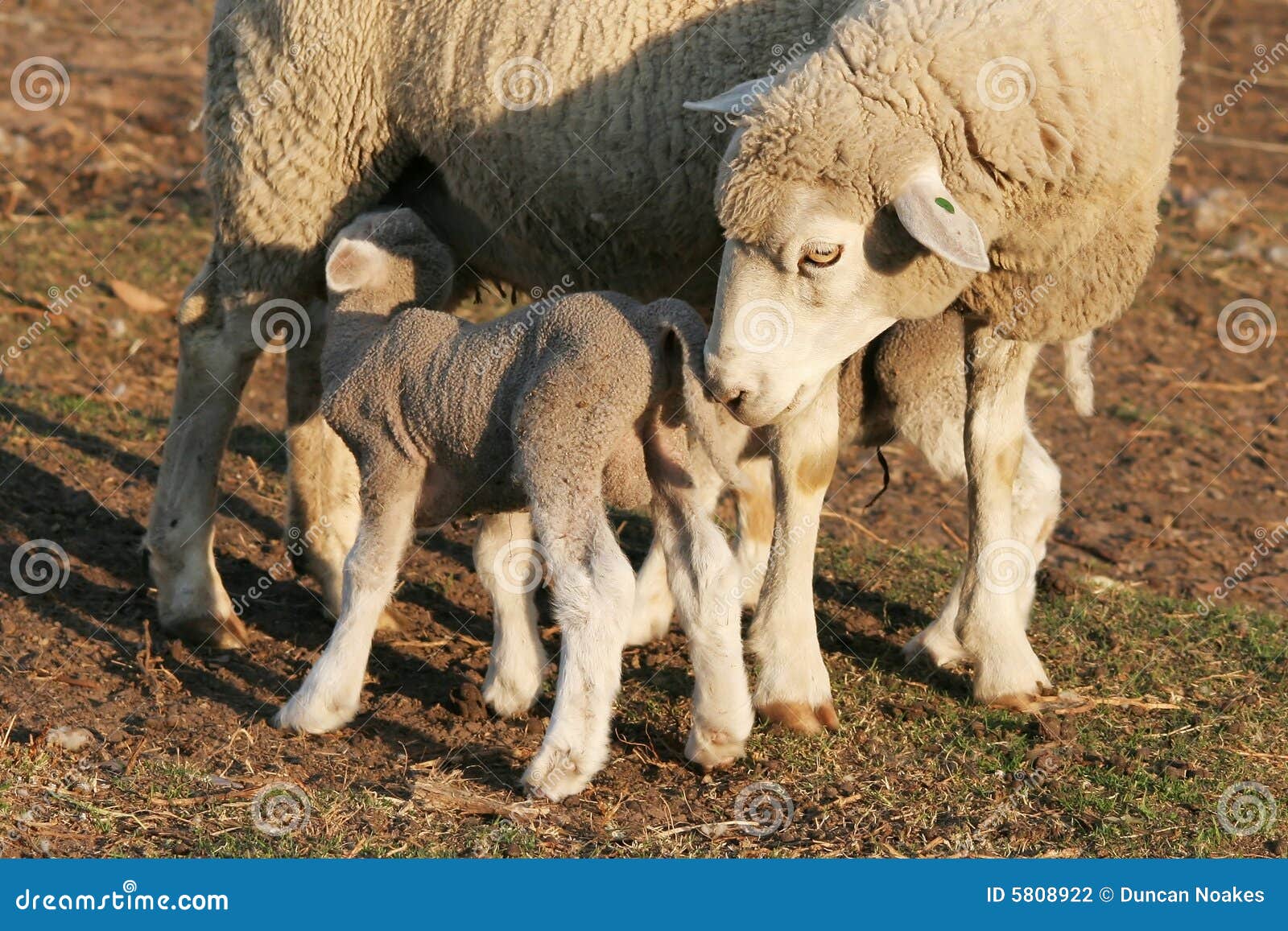 Sheep Lamb and Ewe stock photo. Image of cute, animal - 5808922