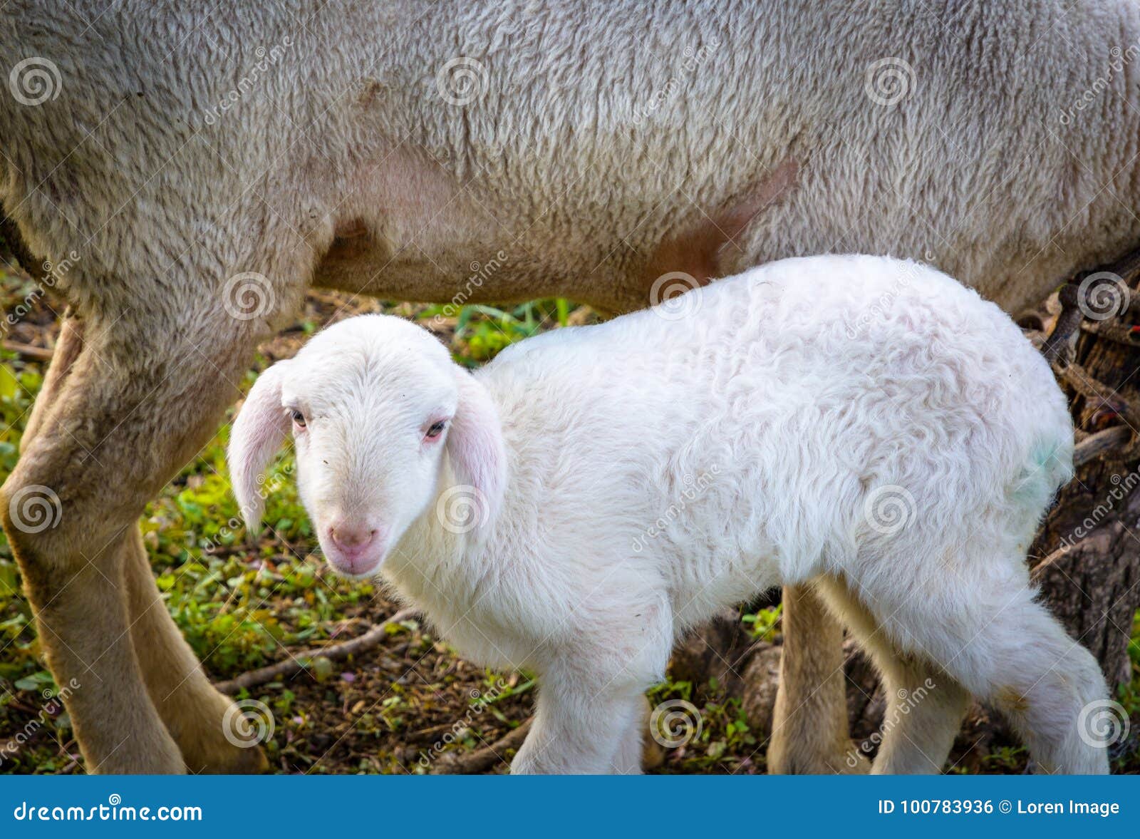 Sheep lamb and ewe stock photo. Image of infant, blue - 100783936