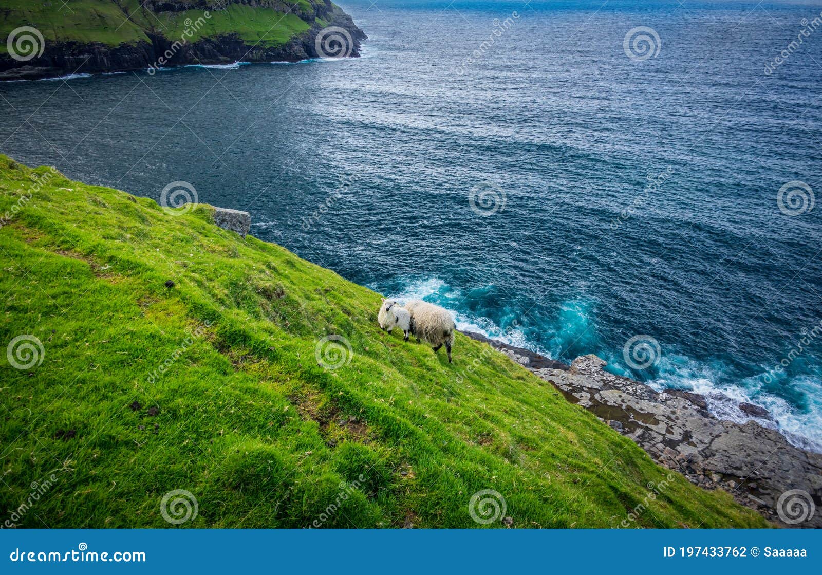 Sheep and Lamb Feeding Over the Cliff Stock Photo - Image of risk ...