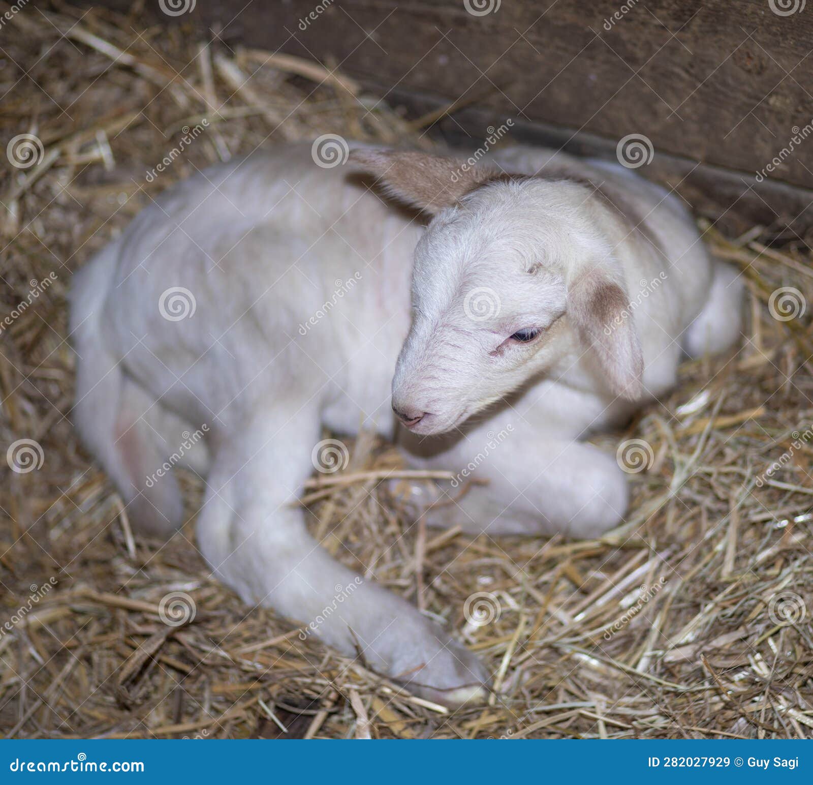 Sheep Lamb Resting on Some Hay Stock Image - Image of mouton, mutton ...