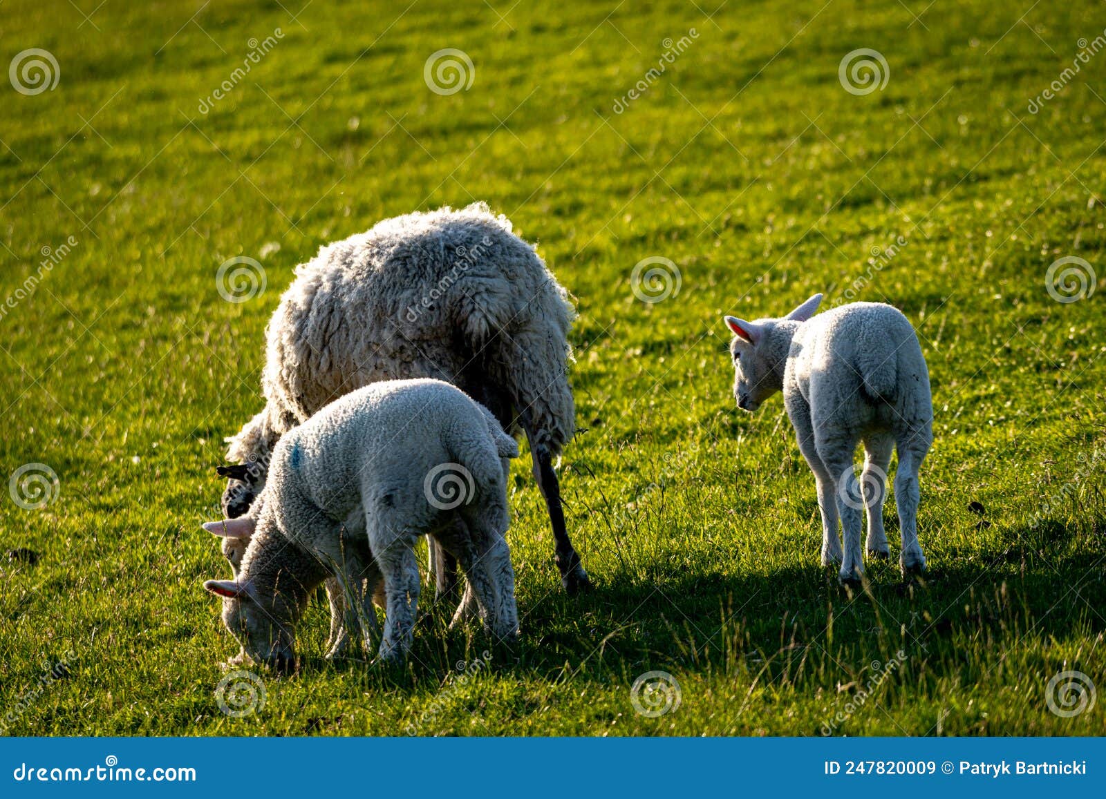 Sheep and Lamb on Field stock image. Image of nature - 247820009