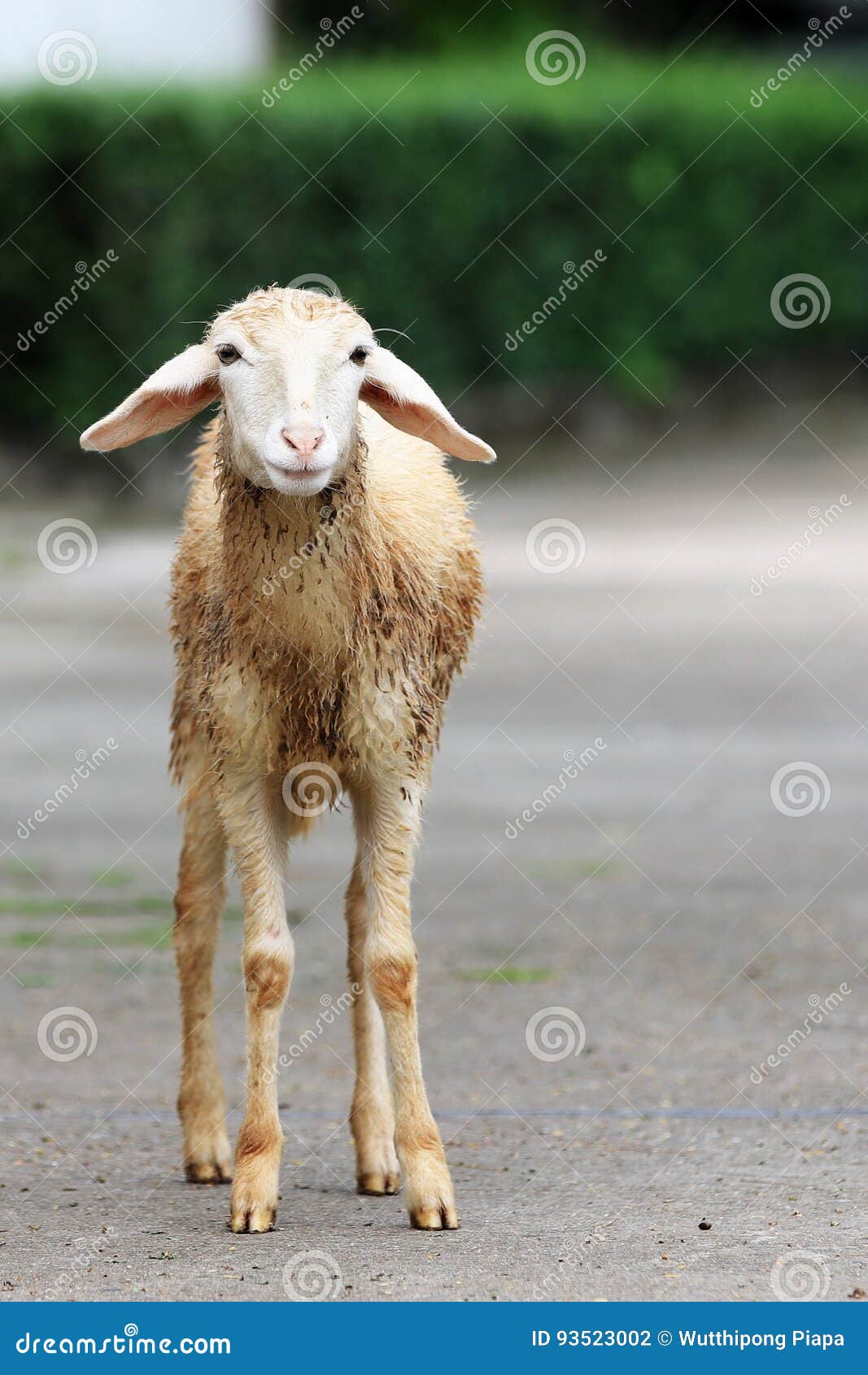 Sheep Lamb Funny Portrait Head Stock Photo - Image of agriculture, head ...