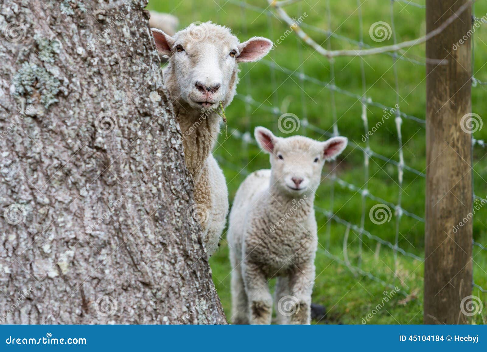 Sheep Lamb stock photo. Image of sheep, cute, mother - 45104184