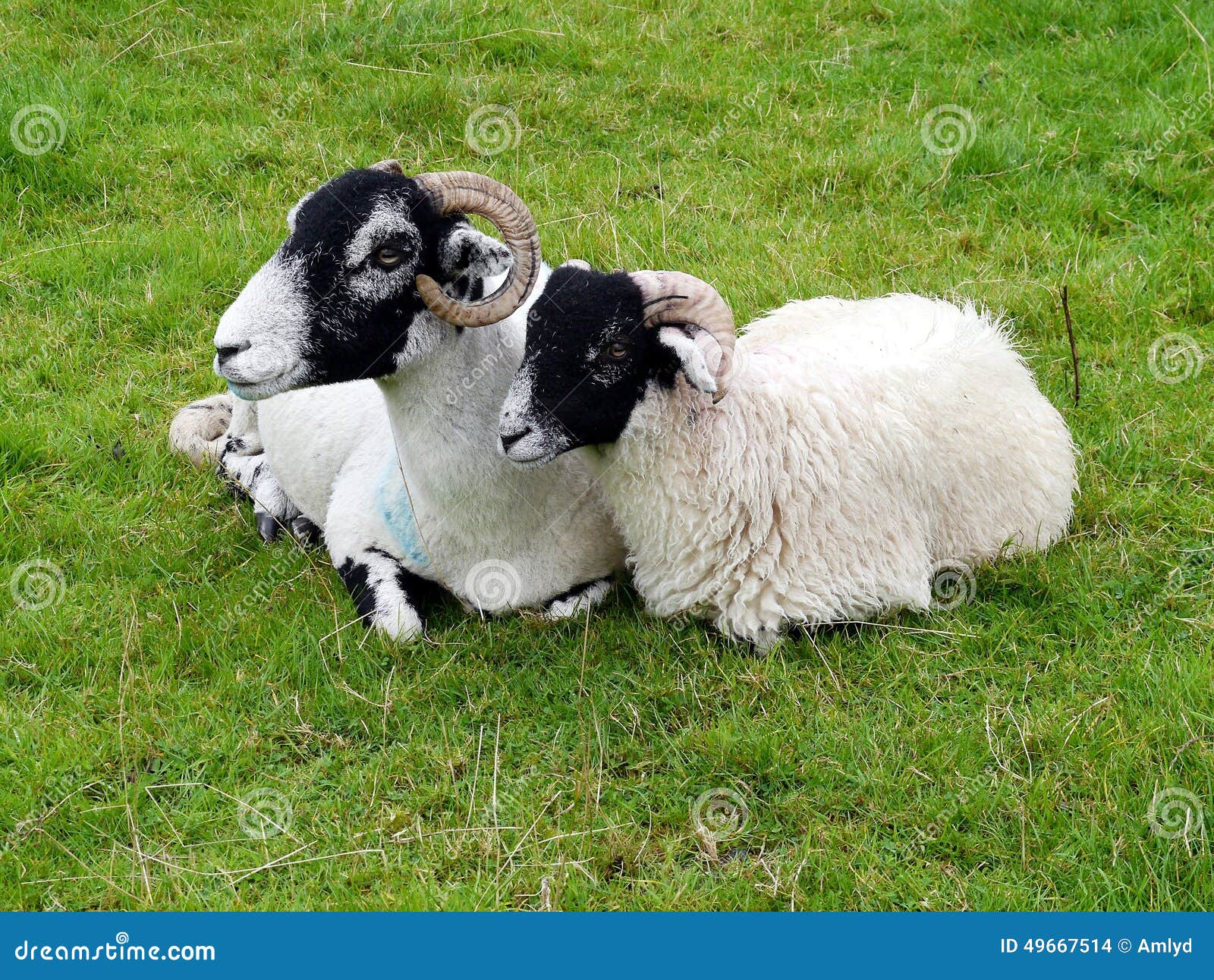 Sheep and lamb with horns stock photo. Image of love - 49667514