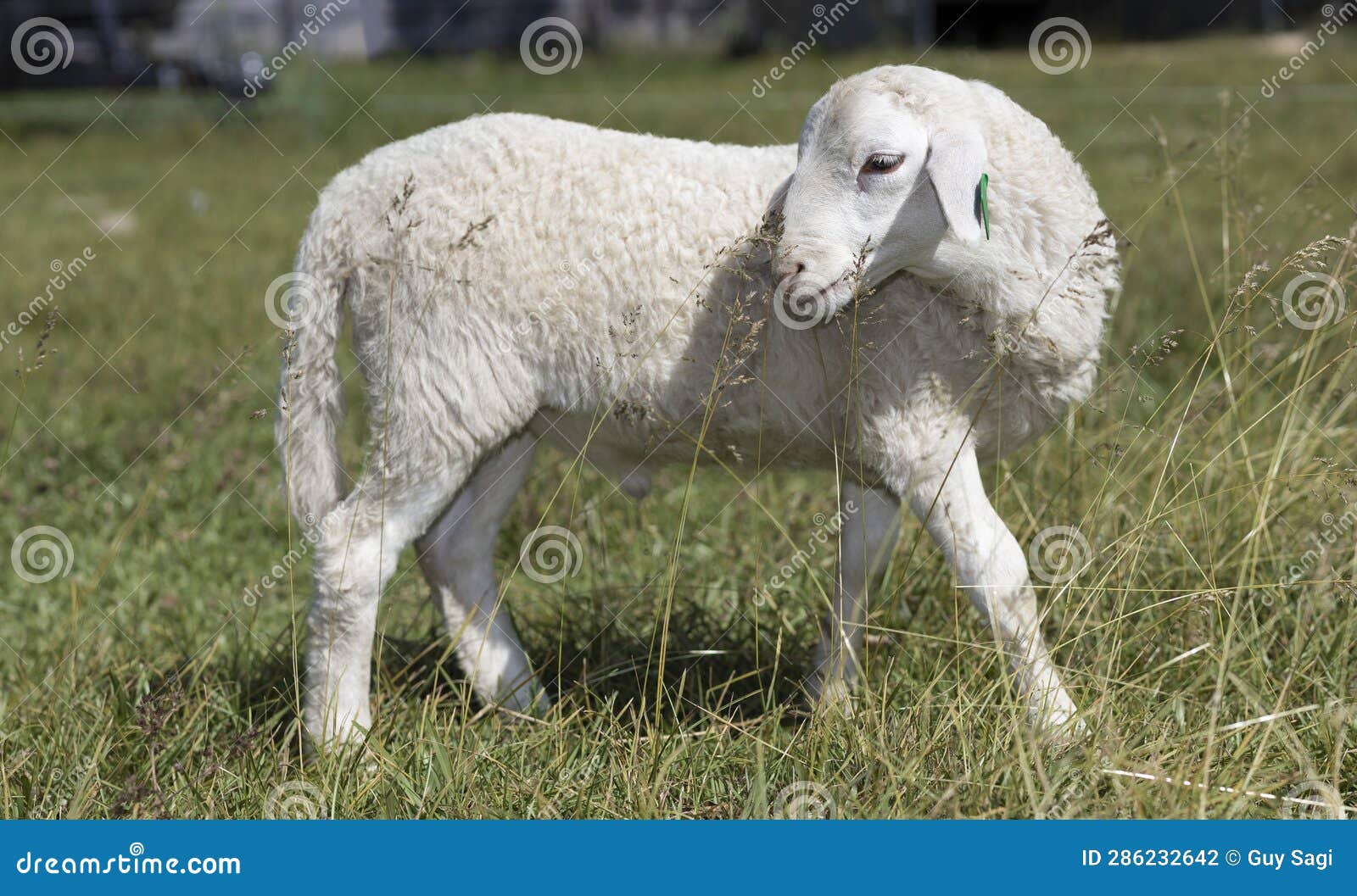 Sheep Lamb Inspecting Some Tall Grass Stock Photo - Image of mouton ...
