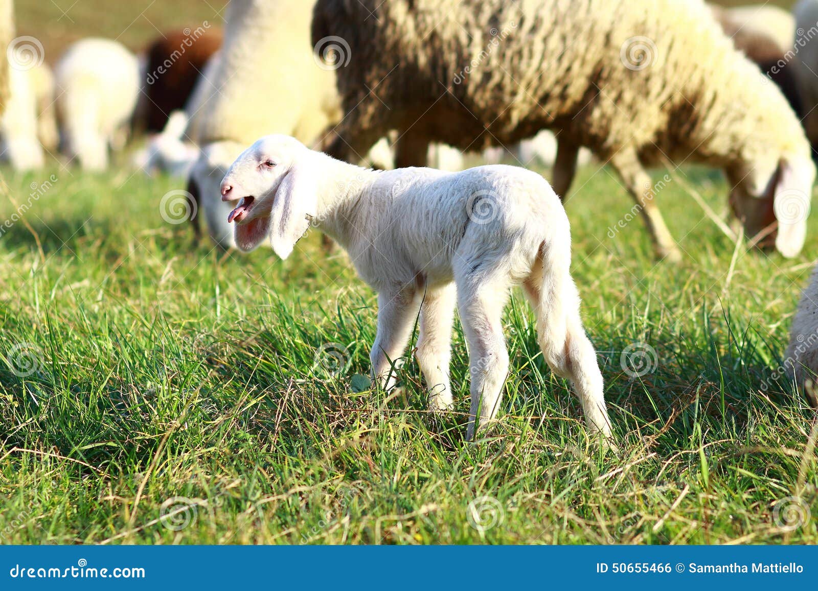 Sheep and lamb stock photo. Image of bleat, food, beautiful - 50655466
