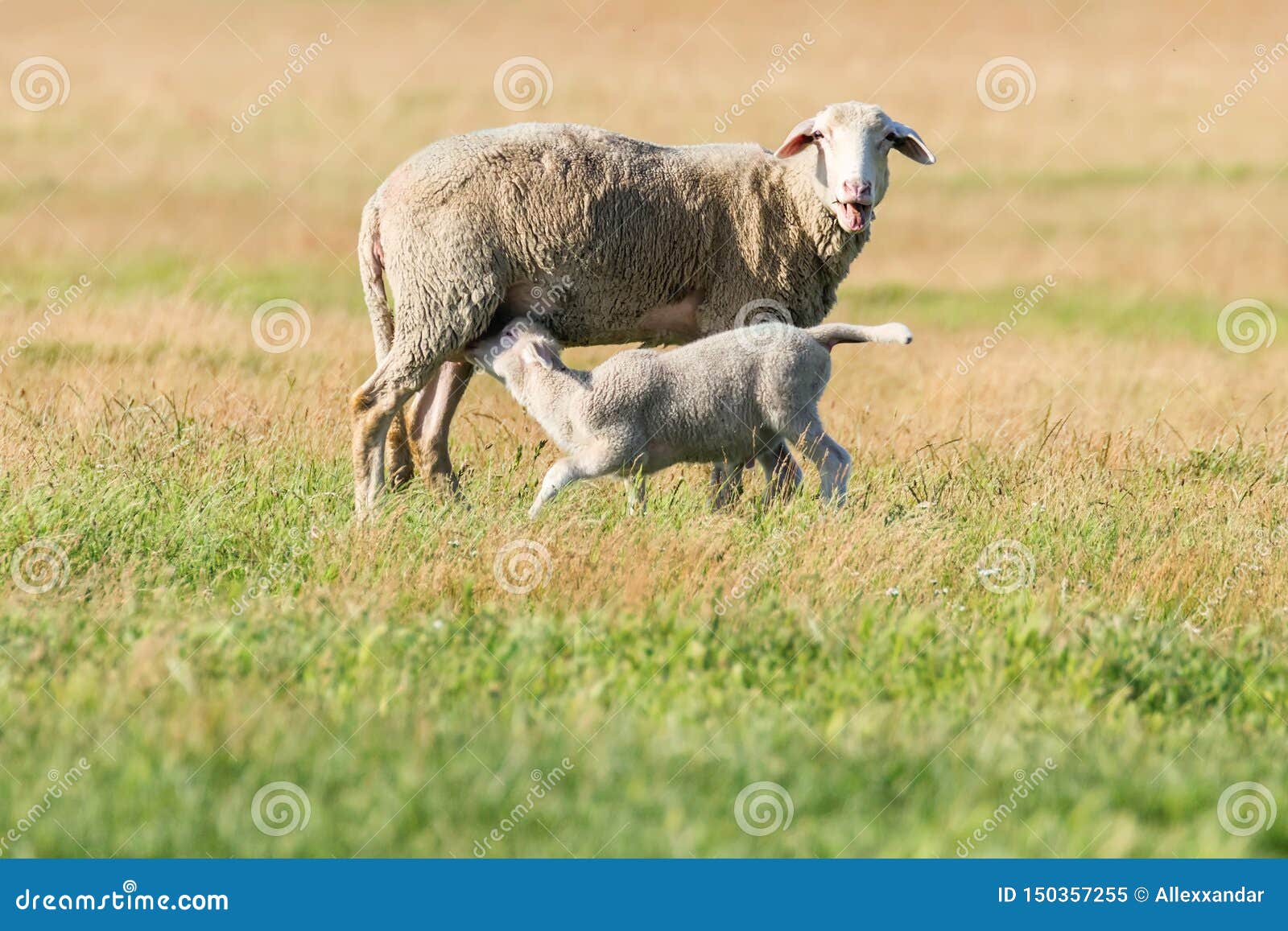 Sheep and Lamb Livestock on a Farm Stock Image - Image of field, rural ...