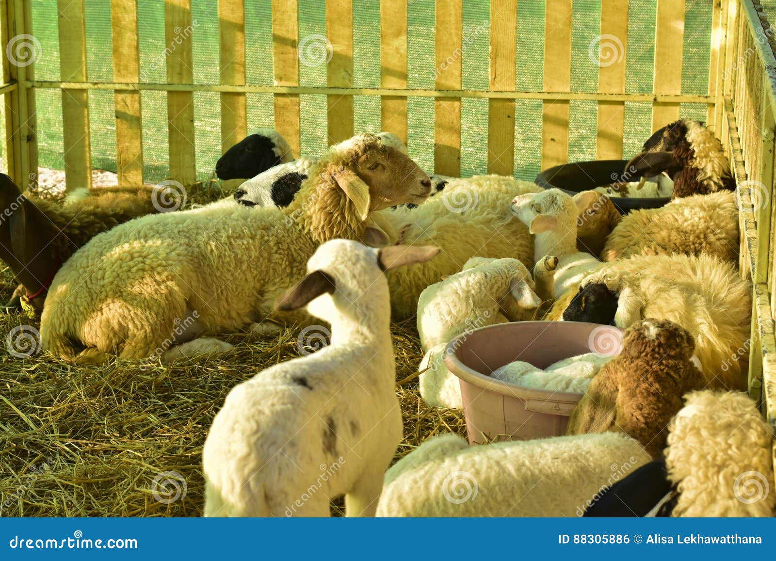 Sleeping Sheep Lamb Stock Images - Download 352 Royalty Free Photos