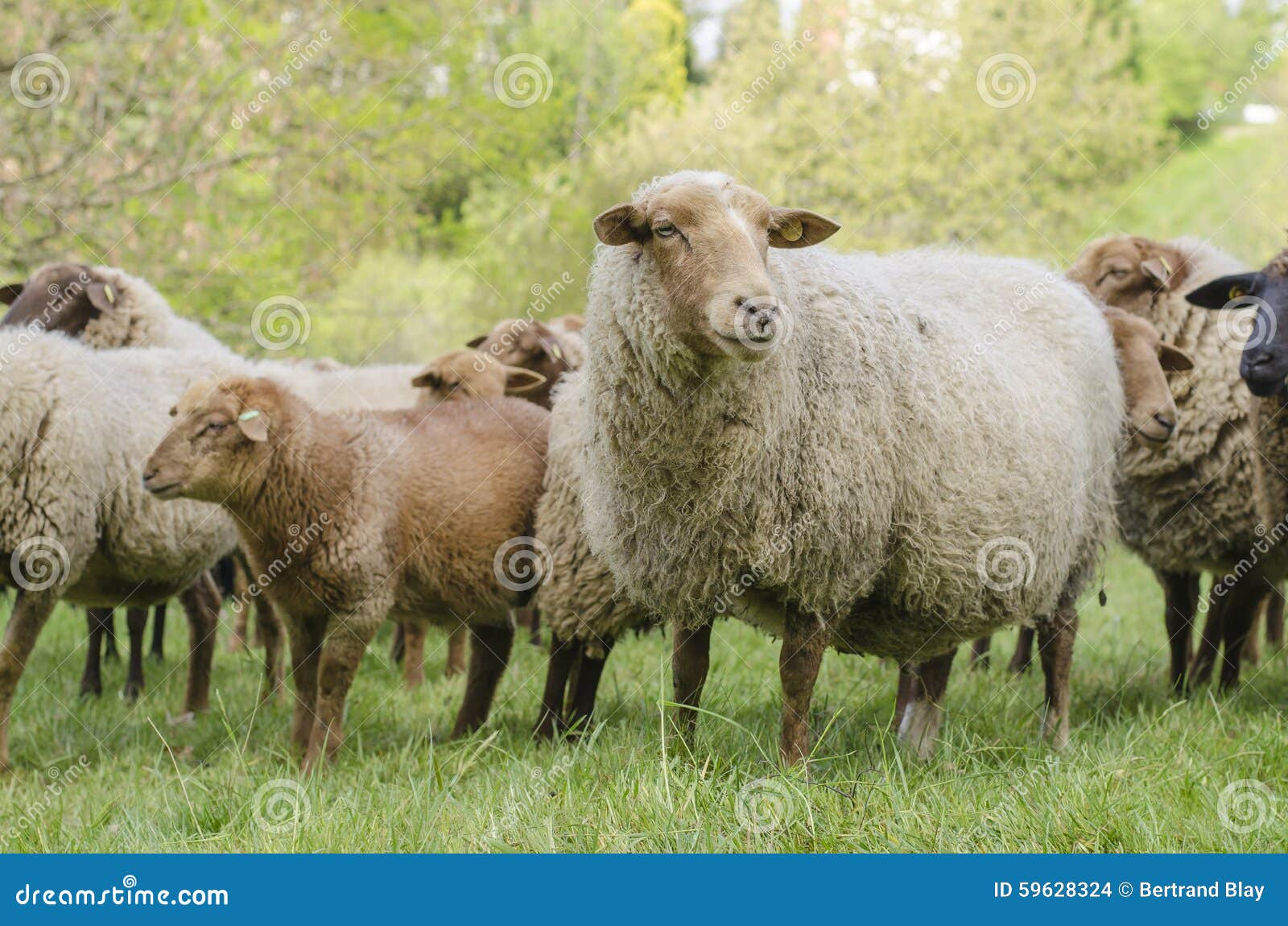 Sheep stock photo. Image of domestic, terroir, pasture - 59628324
