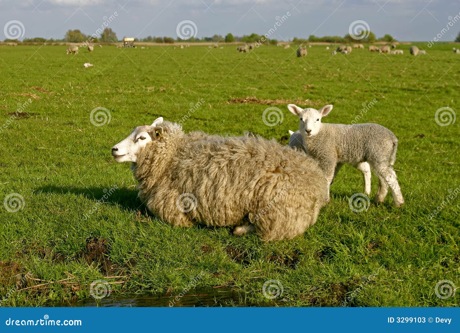 Sheep and Lamb in Netherlands Stock Image - Image of field, europe: 3299103