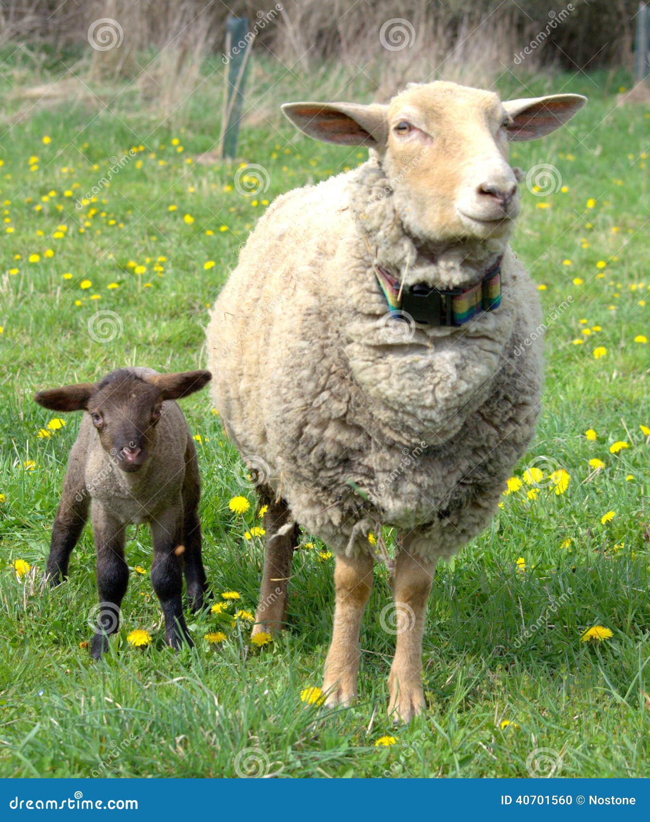 Sheep with lamb stock photo. Image of dark, blooming - 40701560