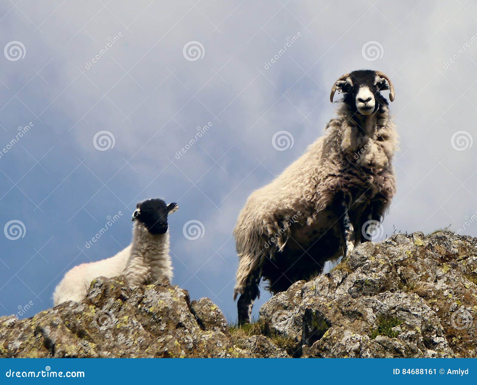Sheep and Lamb Overlooking Rock Stock Image - Image of parent, nature ...