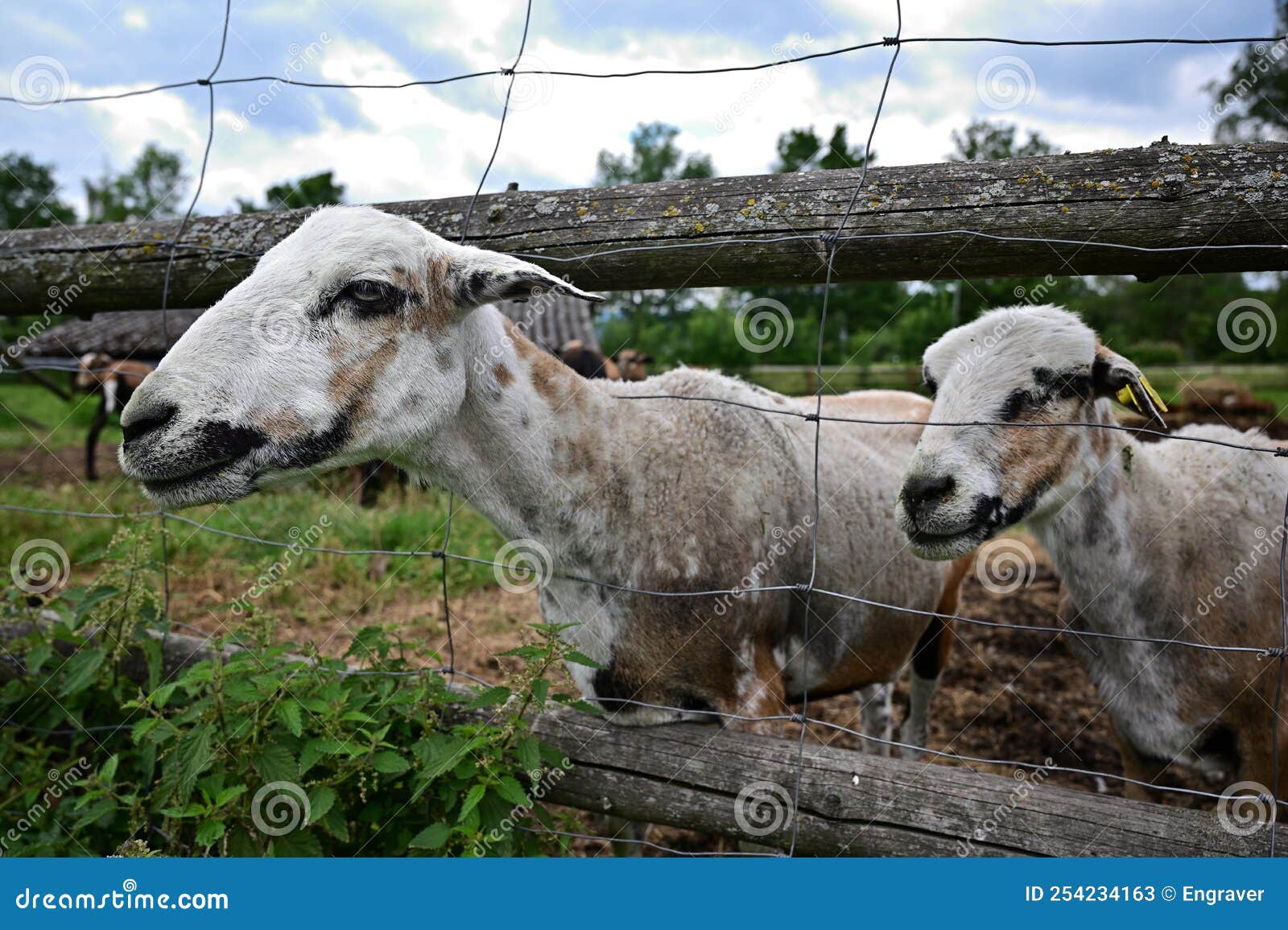 Sheep with Lamb on the Paddock Stock Image - Image of lamb, paddock ...