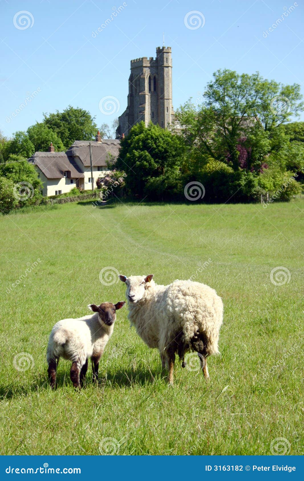 Sheep Lamb Pastoral Set Stock Photos - Free & Royalty-Free Stock Photos ...