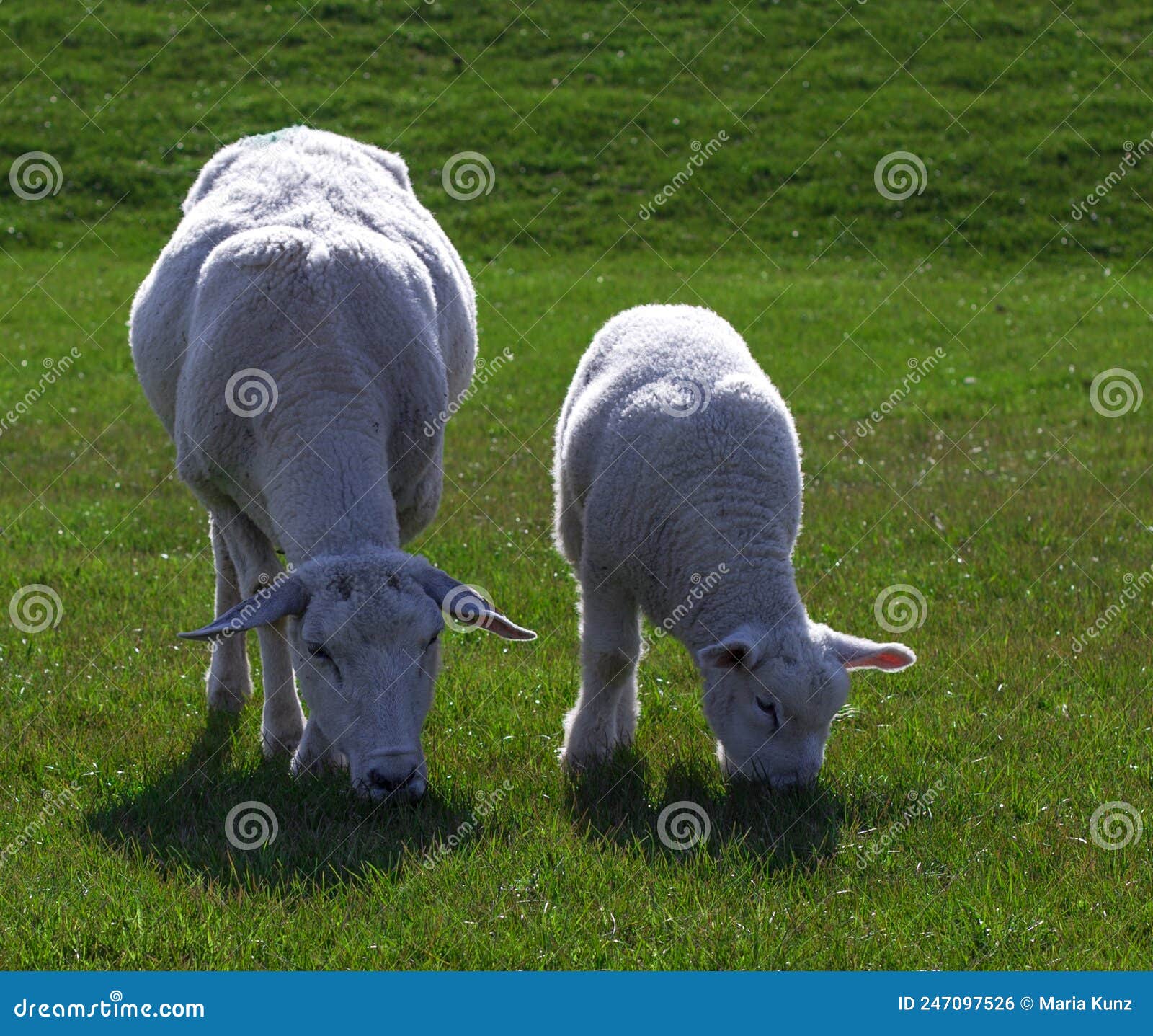 Sheep with Lamb in the Pasture Stock Photo - Image of livestock, green ...
