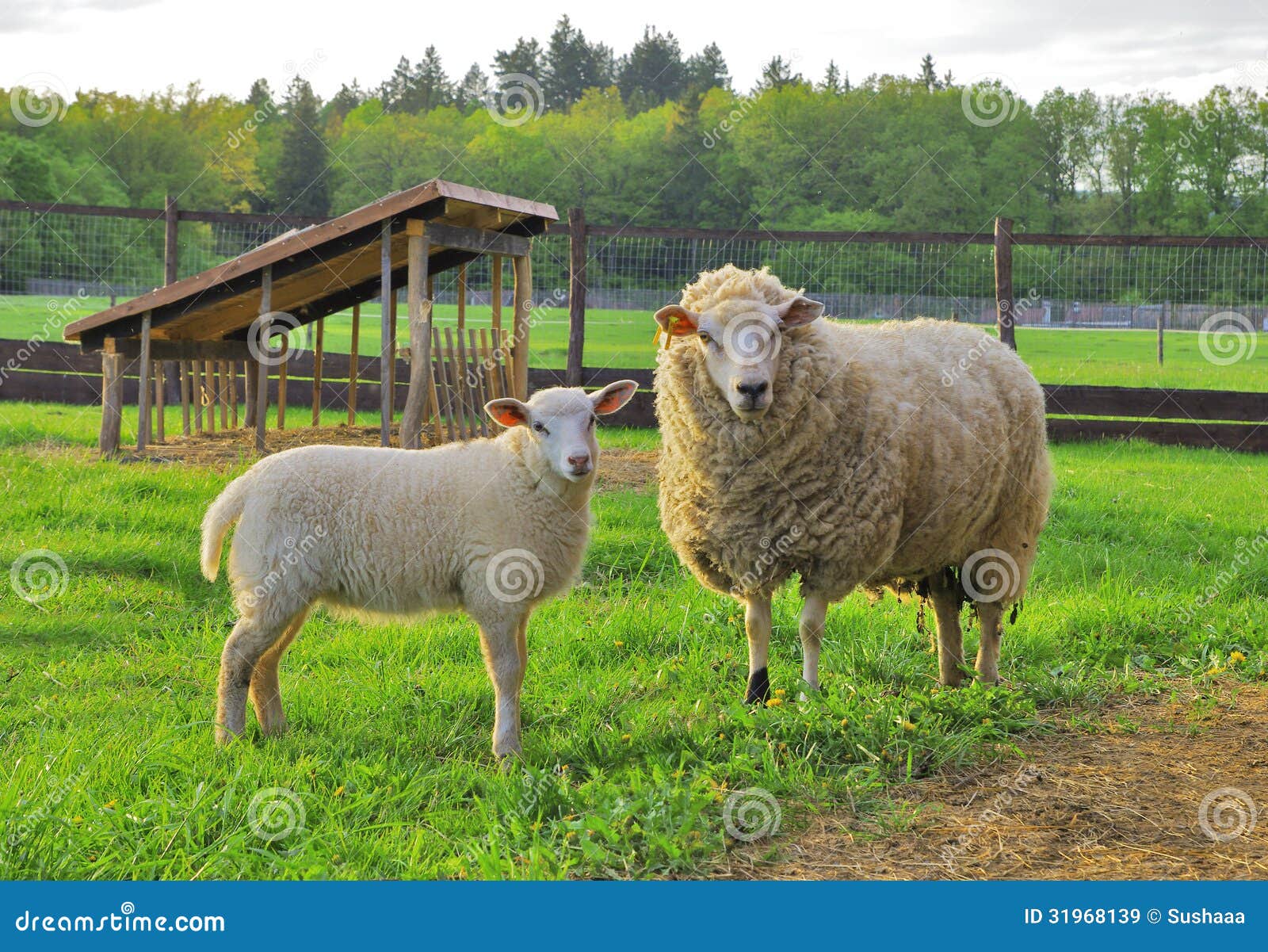 Sheep and lamb stock image. Image of green, rural, natural - 31968139