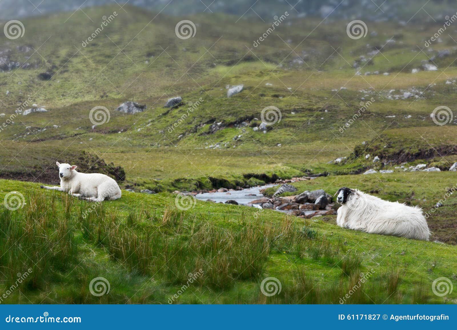 Sheep Lamb Resting Scotland Landscape Stock Image - Image of britain ...
